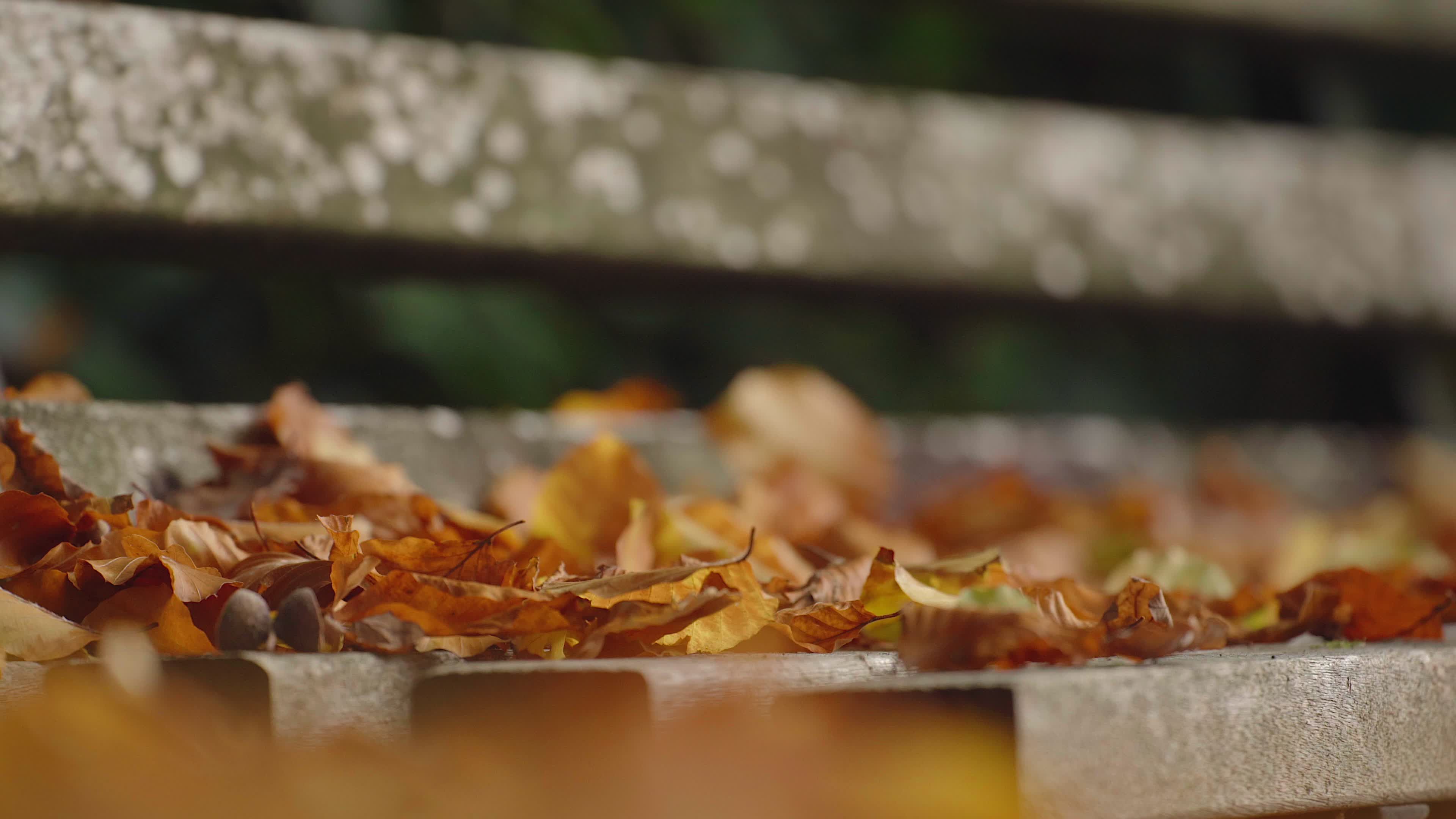 Hojas De Otoño Serenas En Un Banco Del Parque · Vídeo de stock gratuito