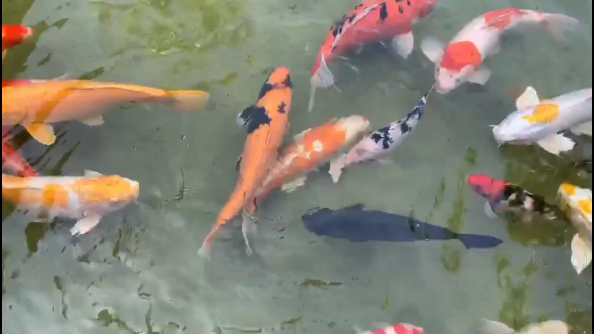 Watching Group Of Fish In Top View Free Stock Video Footage, Royalty ...