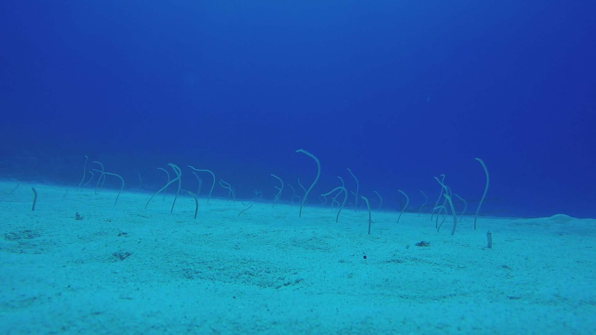 Des Zostères Marines Ondulent Sous L'eau Dans Un Océan Tranquille ...