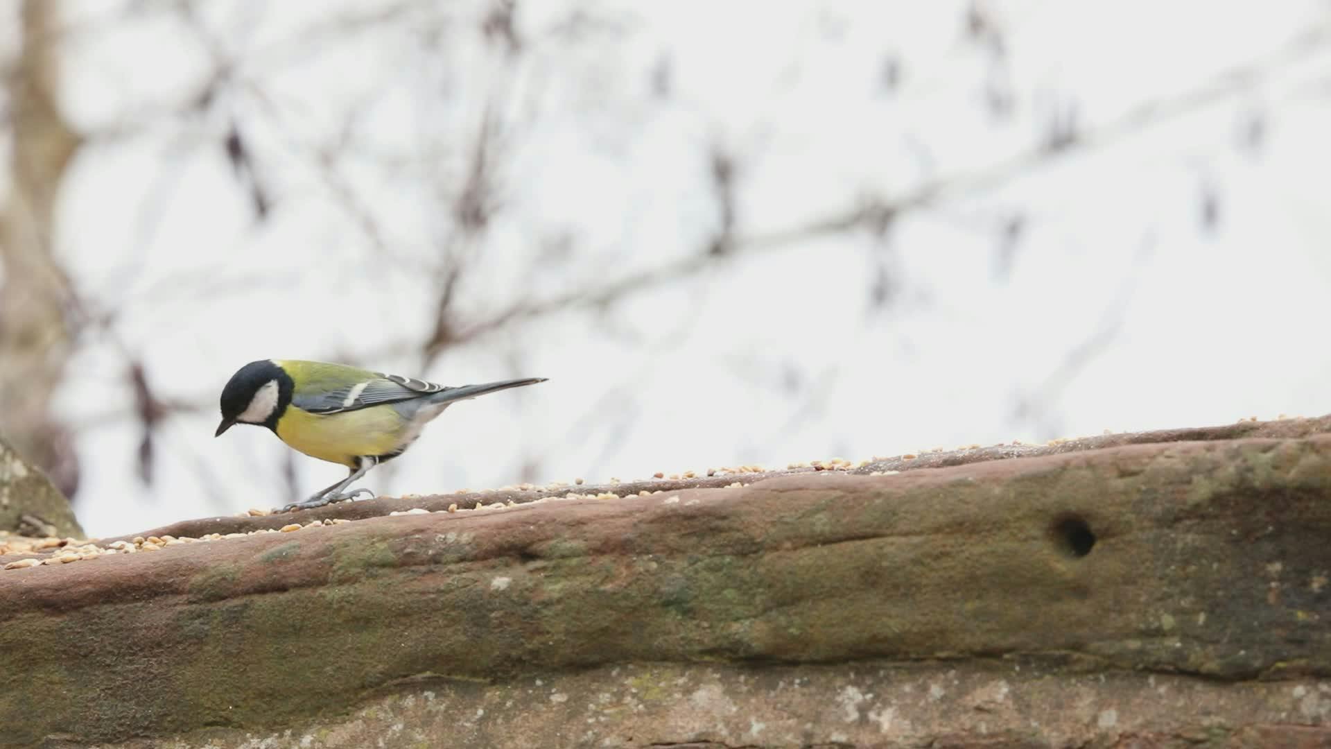 Great Tit Bird Feasting on Wooden Log Free Stock Video Footage, Royalty ...