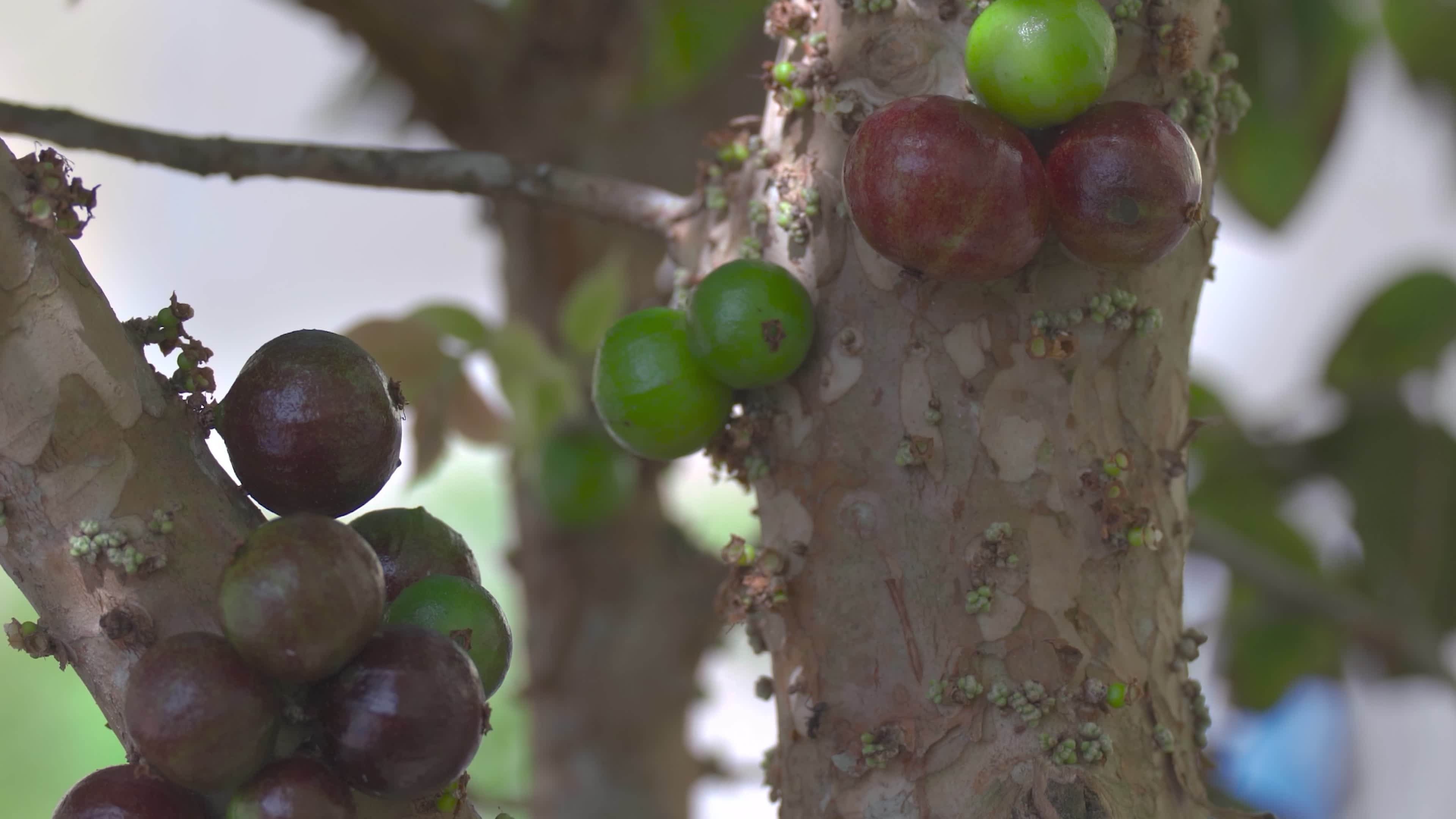 Jabuticaba Tree Videos, Download The BEST Free 4k Stock Video Footage ...