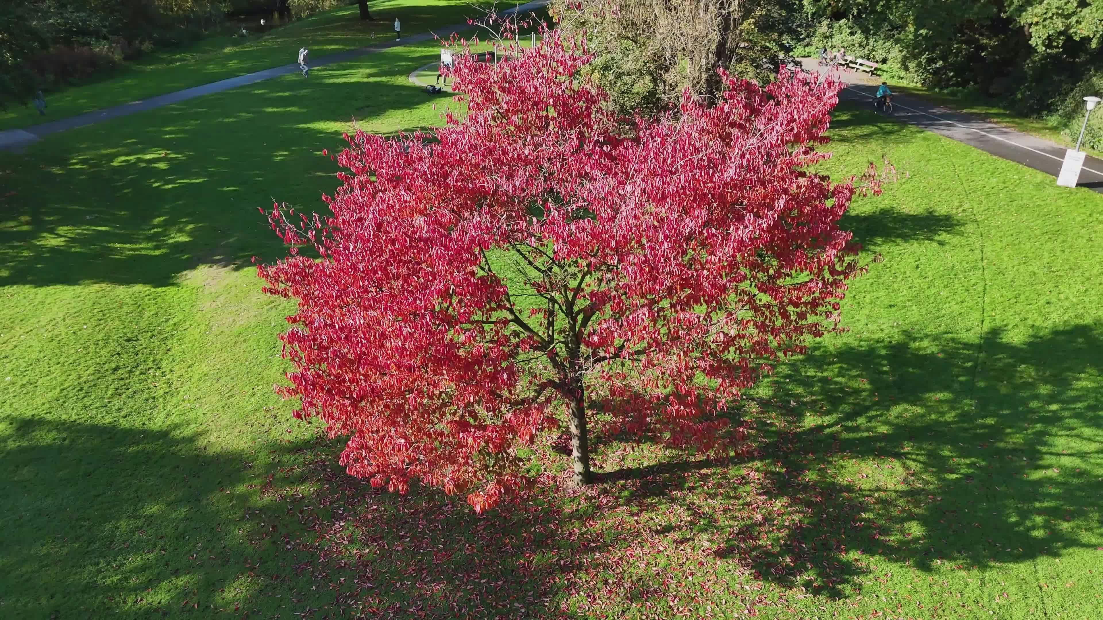 Vibrant Red Tree in Park During Fall Free Stock Video Footage, Royalty ...