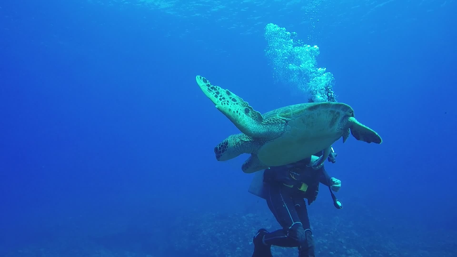 Underwater Adventure with Sea Turtle Free Stock Video Footage, Royalty ...