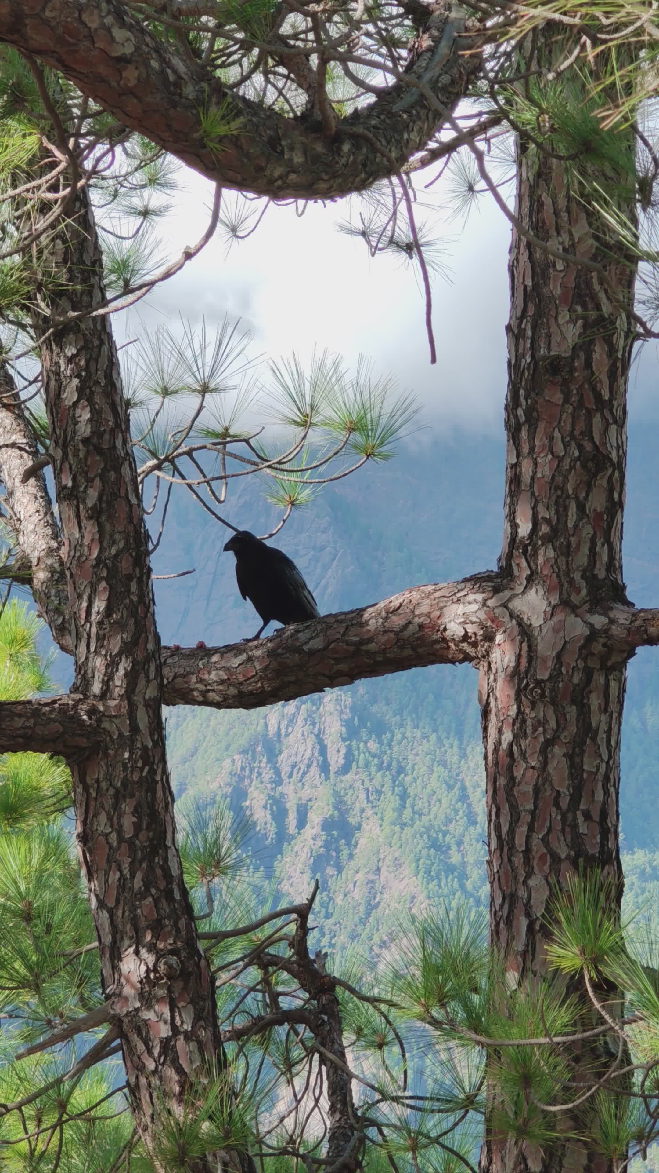 Raven Resting on Pine Branch in Scenic Forest Free Stock Video Footage ...