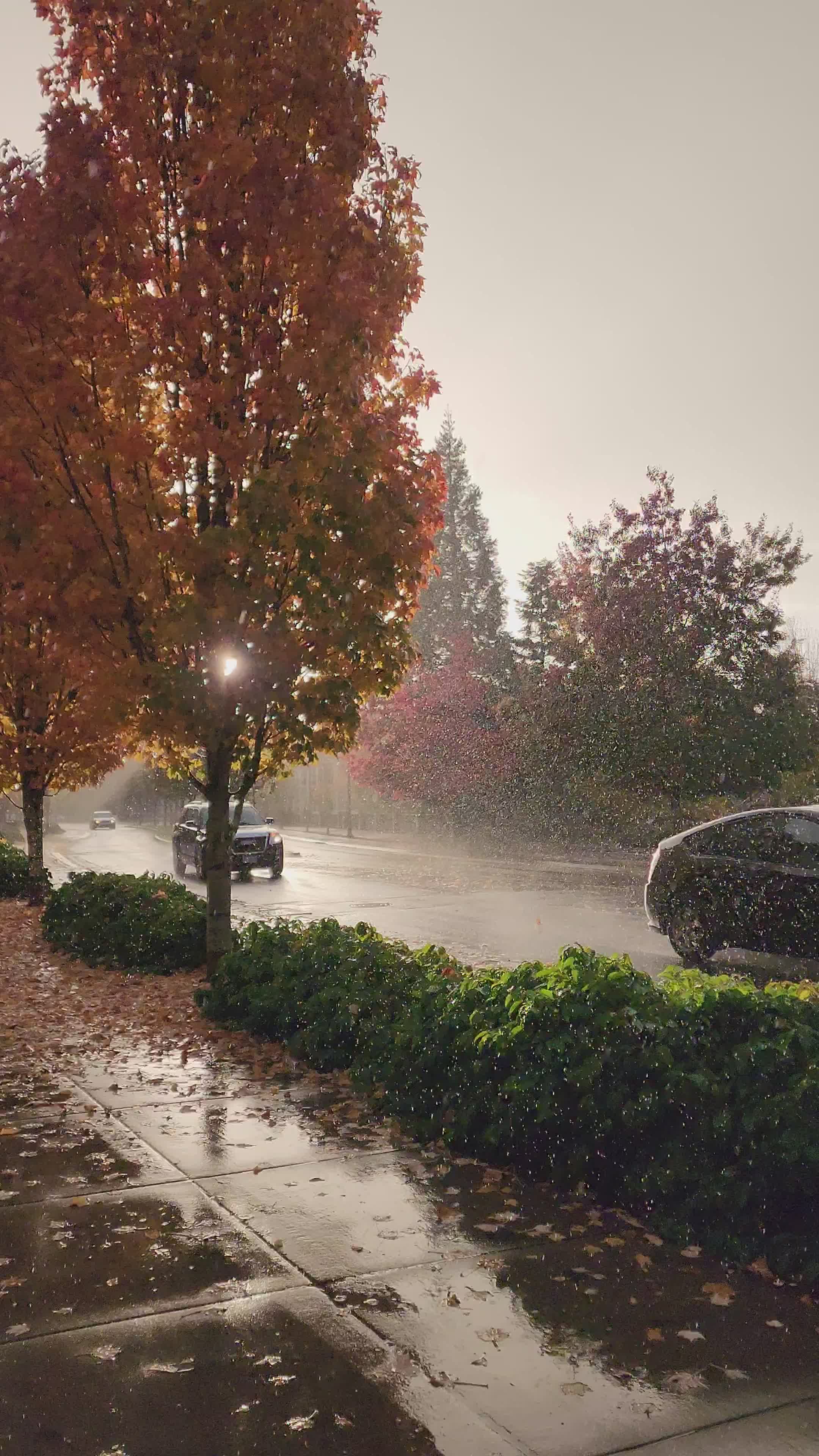 Serene Autumn Rain Scene on a Quiet Street Free Stock Video Footage ...