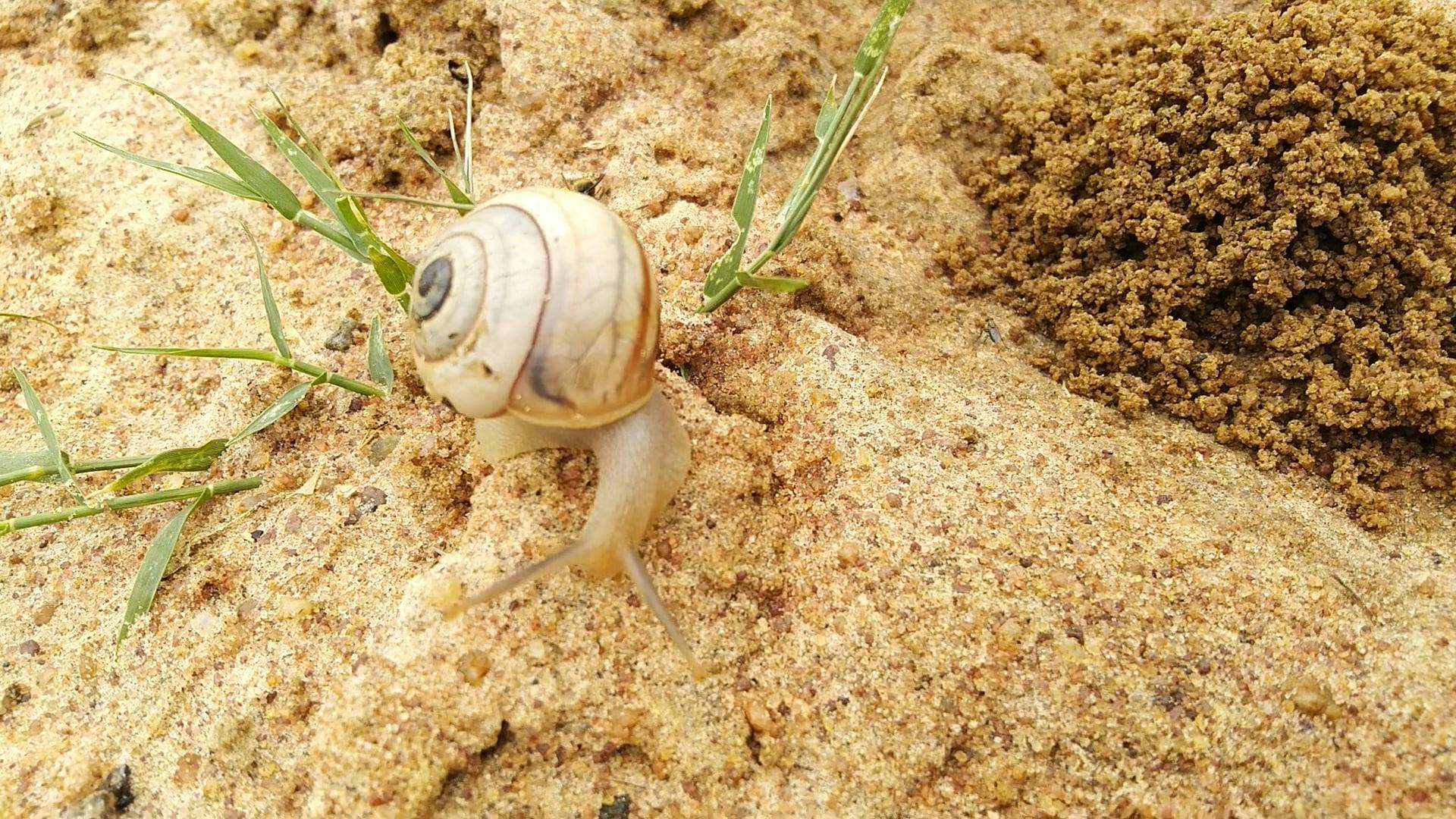 Watching Snail How They Walk Free Stock Video Footage, Royalty-Free 4K ...