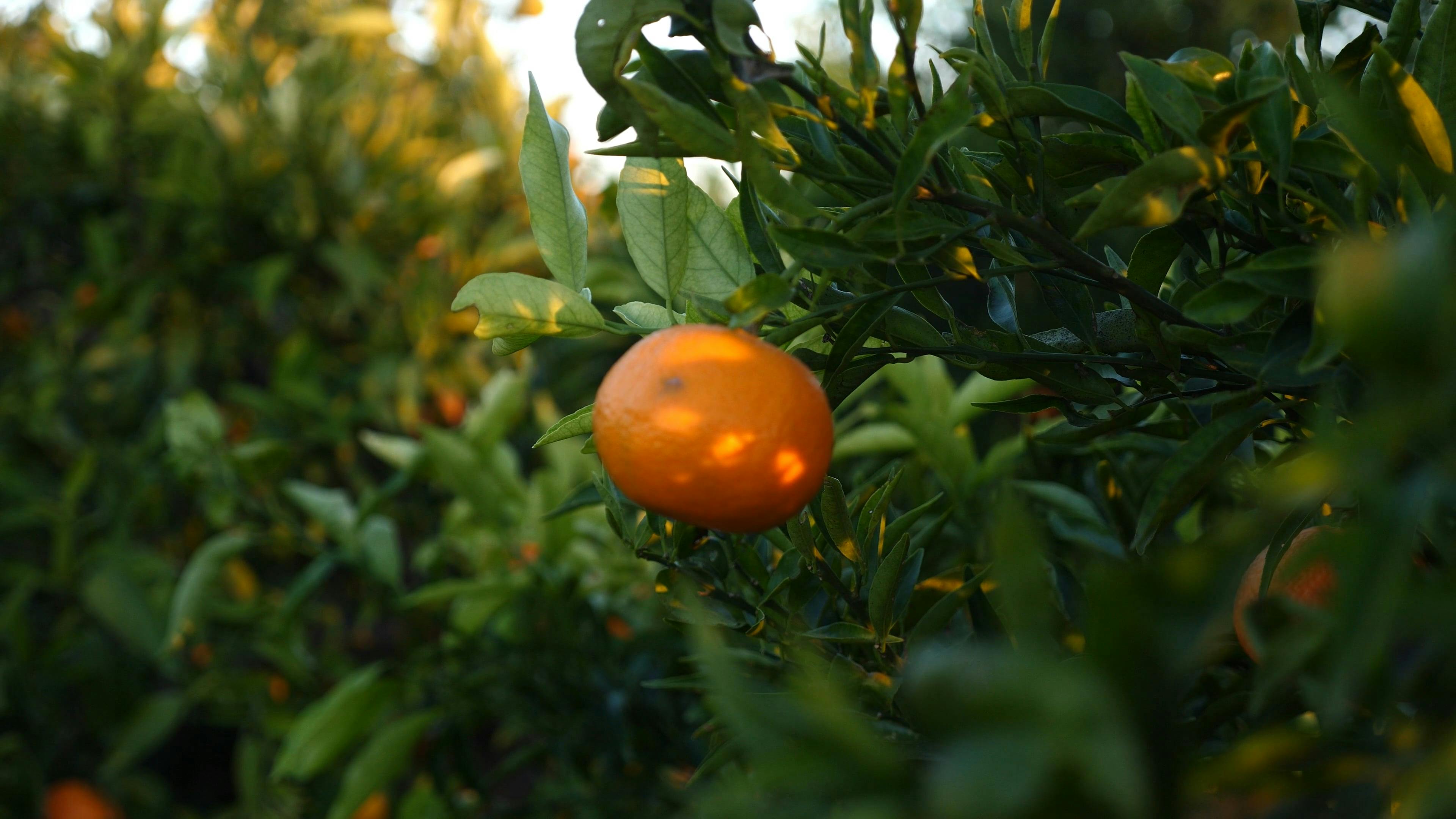 1000+ Beautiful Orange Tree Videos Pexels · Free Stock Videos