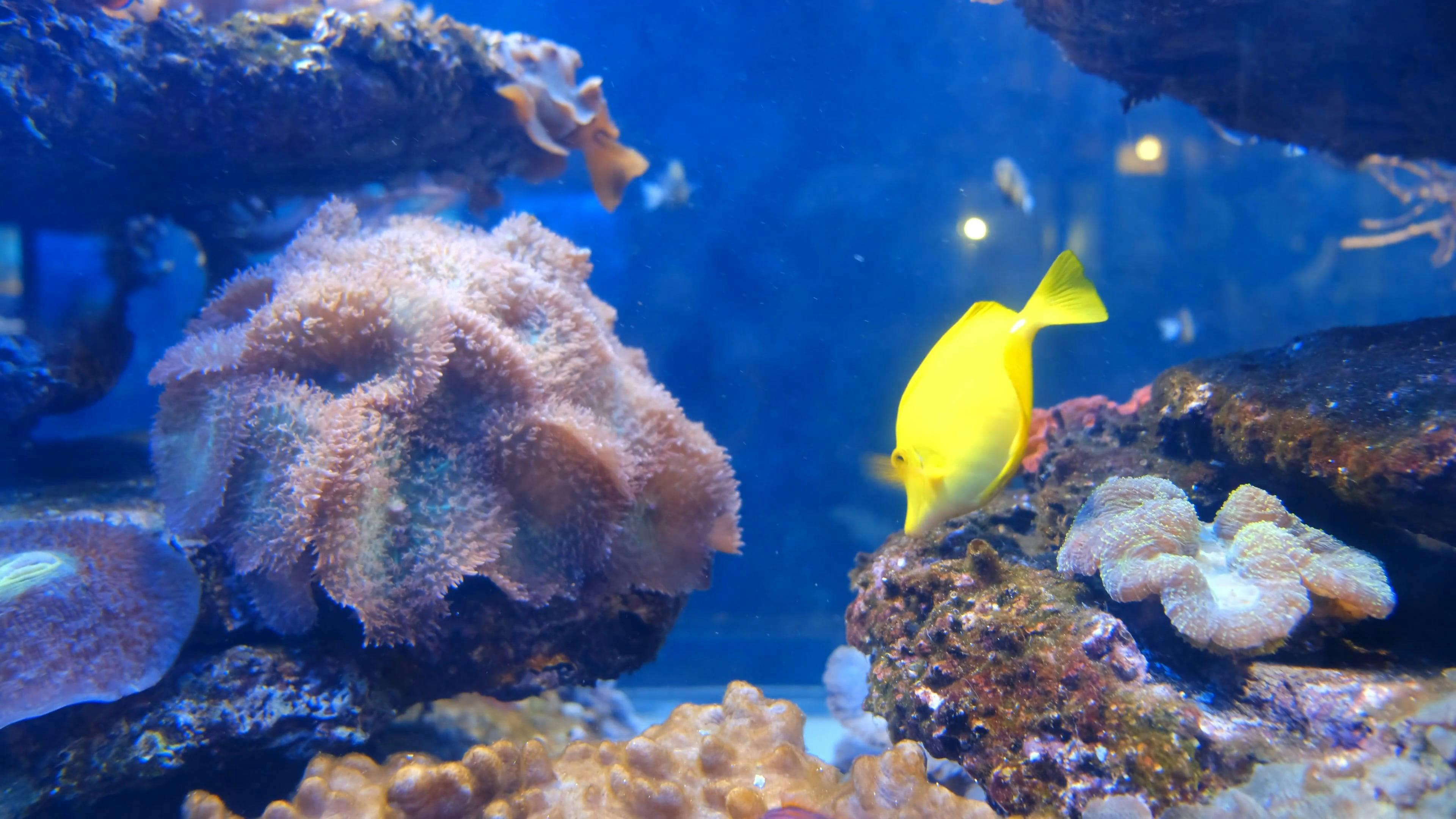 Colorful Marine Fishes Inside An Aquarium · Free Stock Video