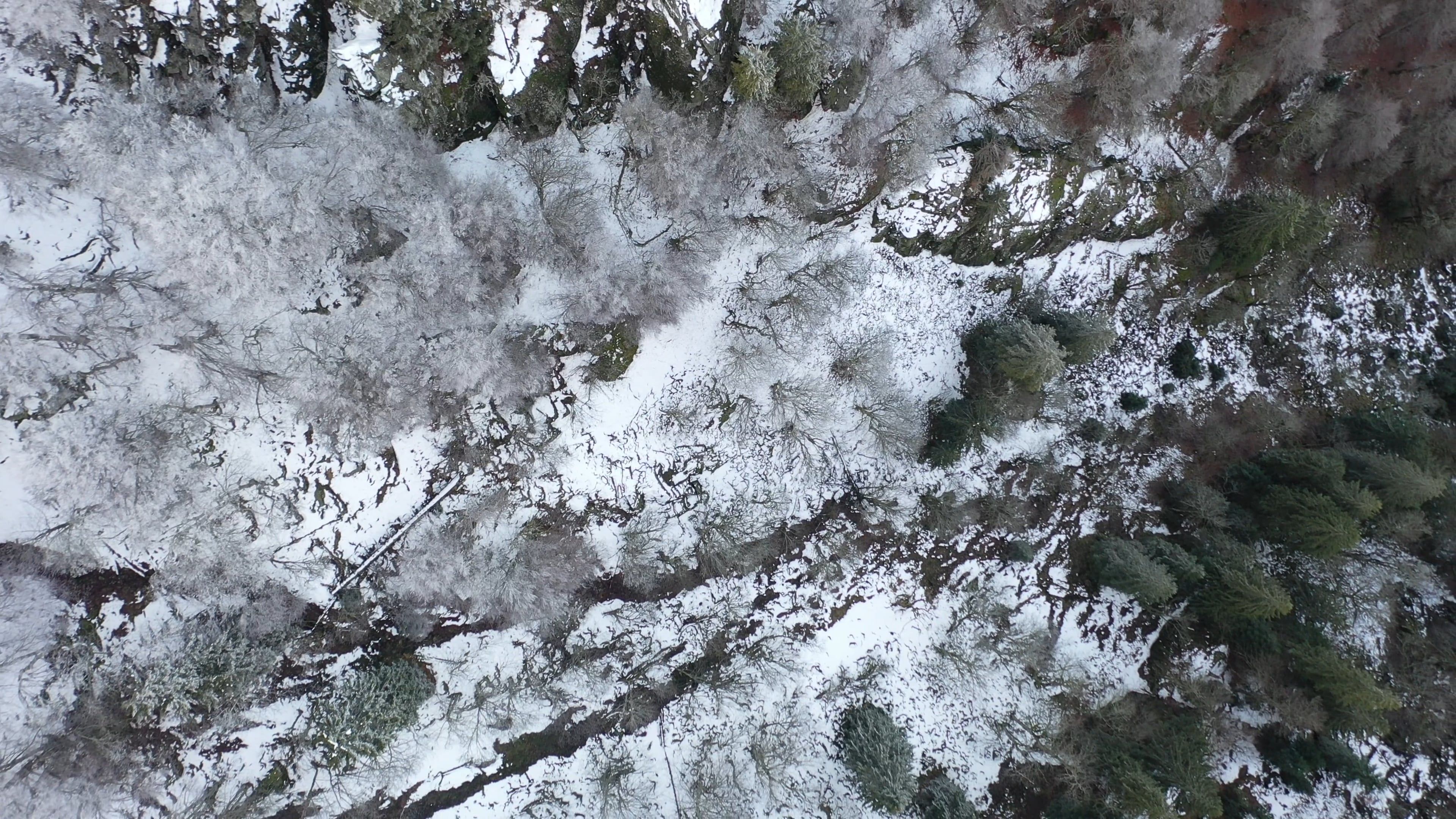 Top View Footage Of The Forest Covered With Snow · Free Stock Video