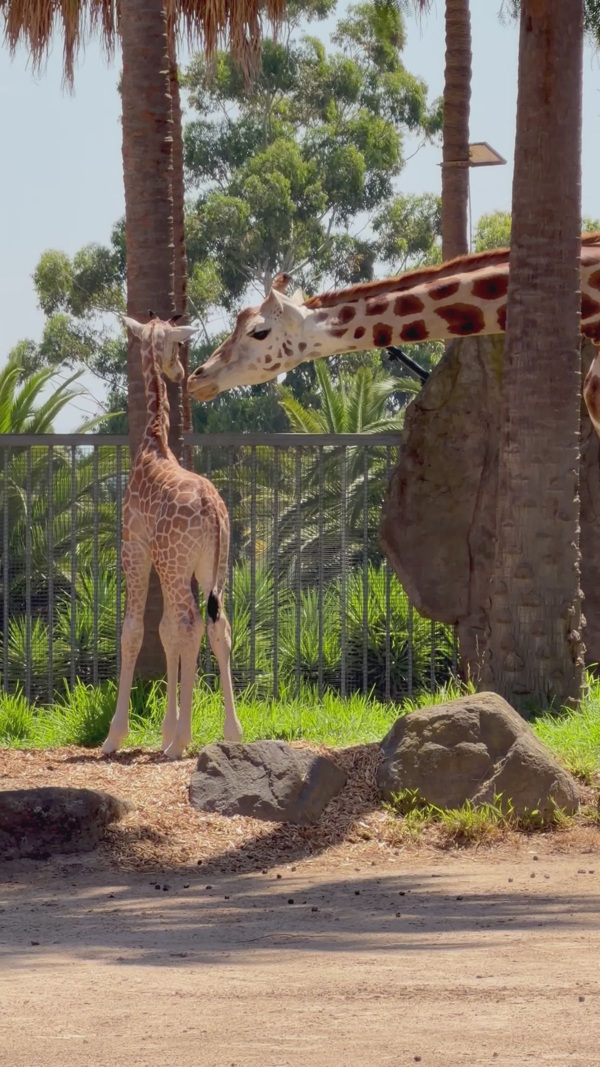 Animals+Pooping Videos, Download The BEST Free 4k Stock Video Footage ...
