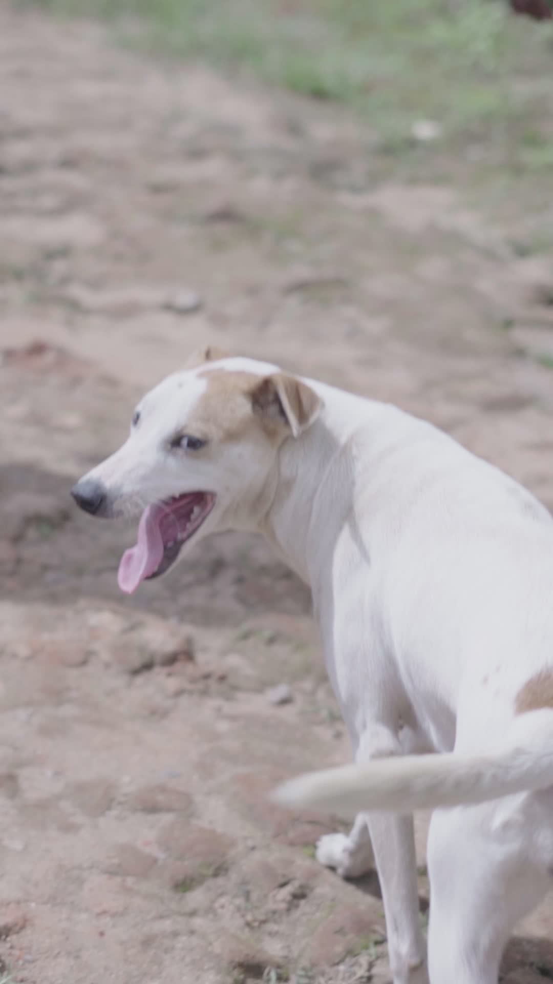 Dog Videos, Download The BEST Free 4k Stock Video Footage & Dog HD ...