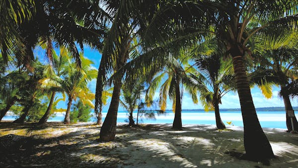 100,000+ Best Video Background Videos · 100% Free Download · Pexels ...