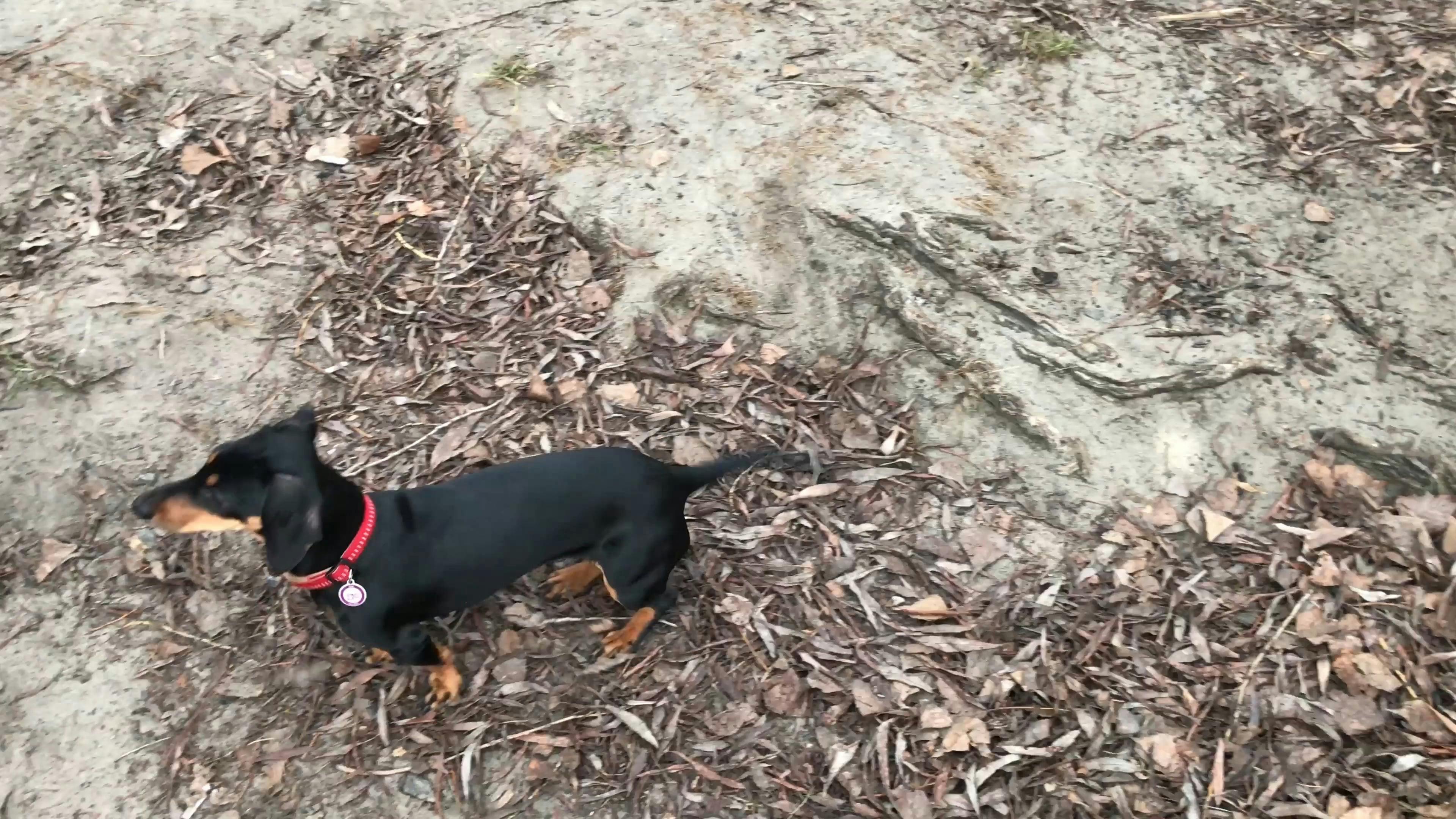 Dog Sniffing The Ground While Waving Tail · Free Stock Video