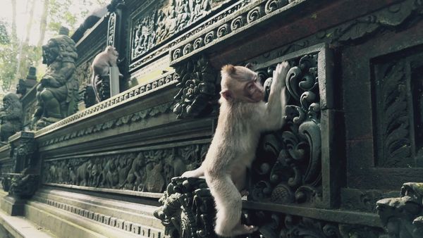 Monkey Dancing Videos, Download The BEST Free 4k Stock Video Footage ...
