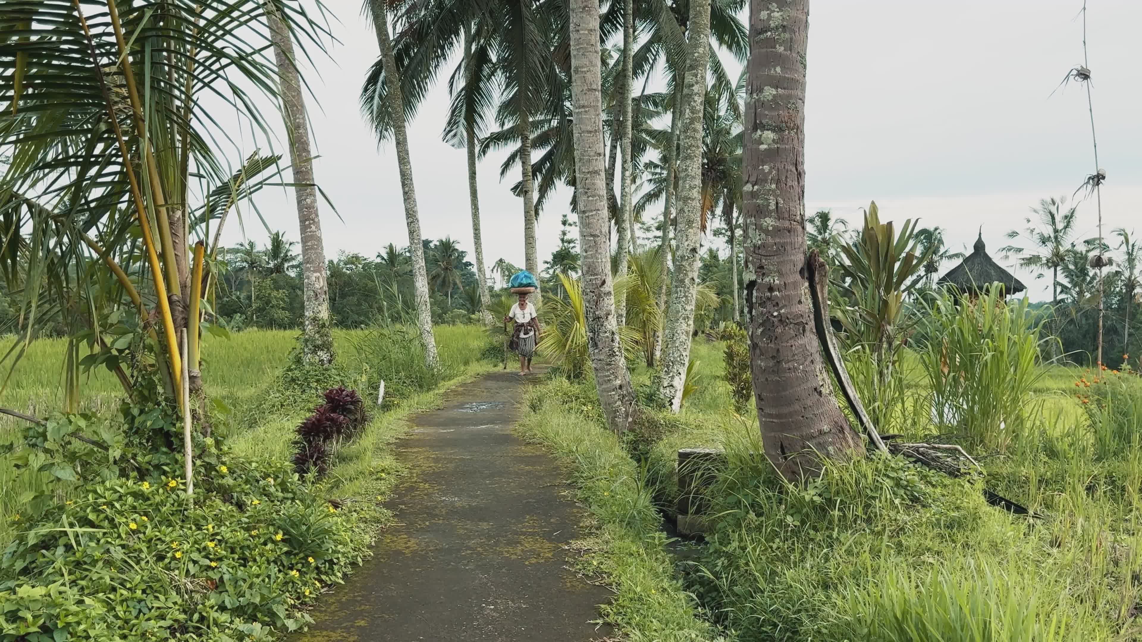Serene Bali Rice Field Path in Countryside Free Stock Video Footage ...