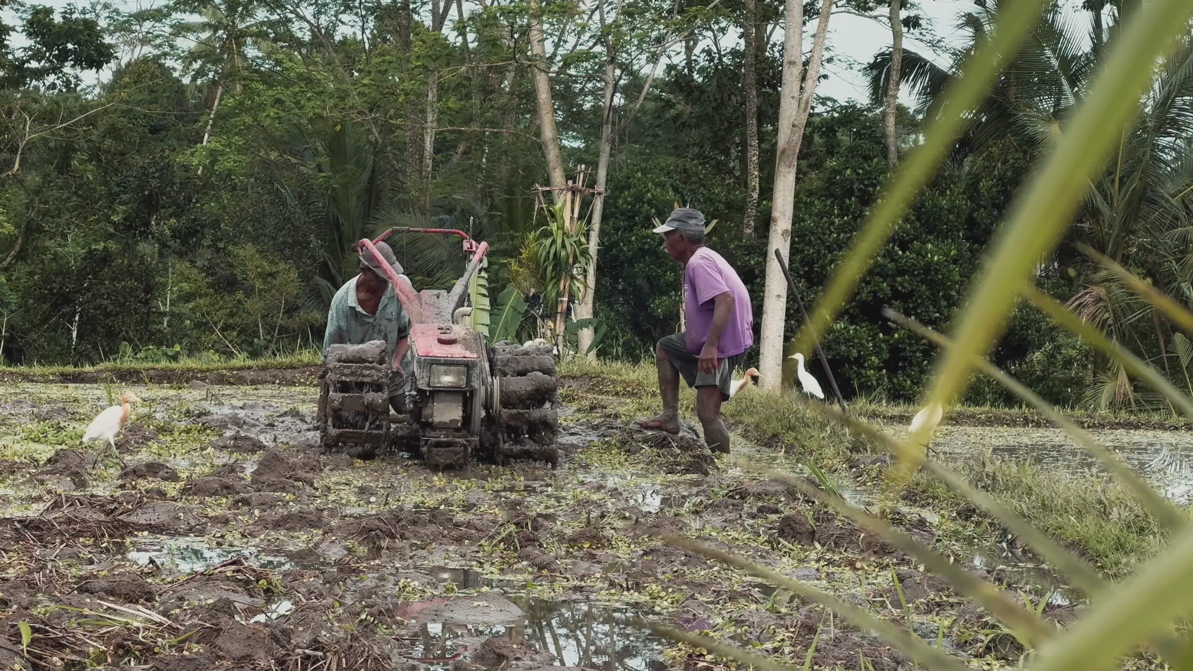 Traditional Farming in Bali's Lush Rice Terraces Free Stock Video ...
