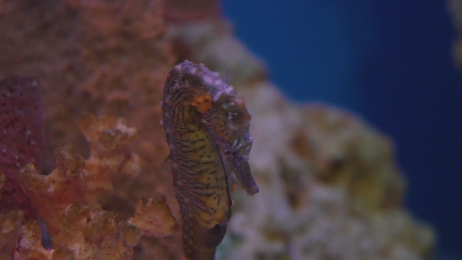 Sea Animals Videos, Download The BEST Free 4k Stock Video Footage & Sea ...