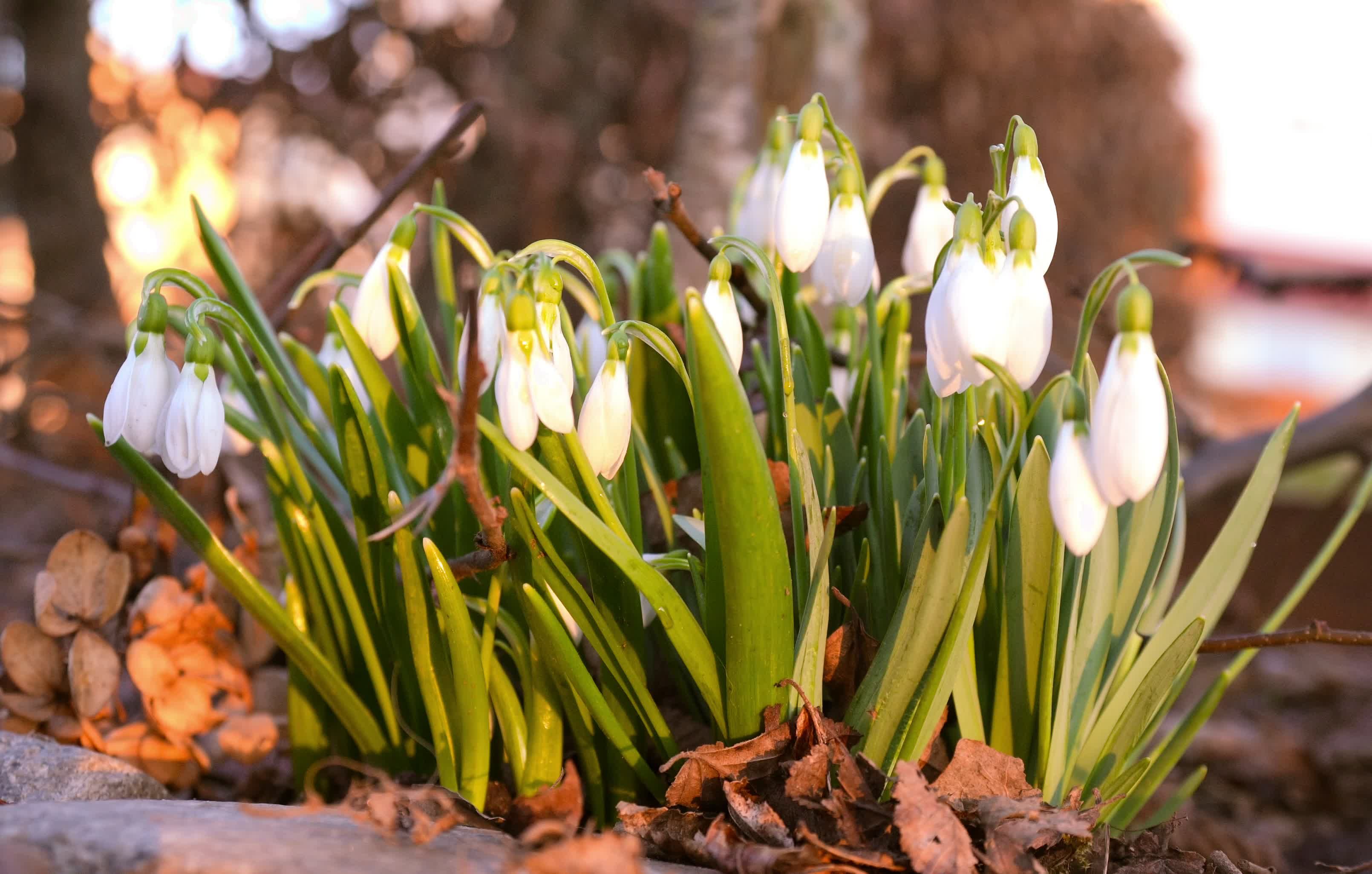 Snowdrops Blooming in Early Spring Garden Free Stock Video Footage ...
