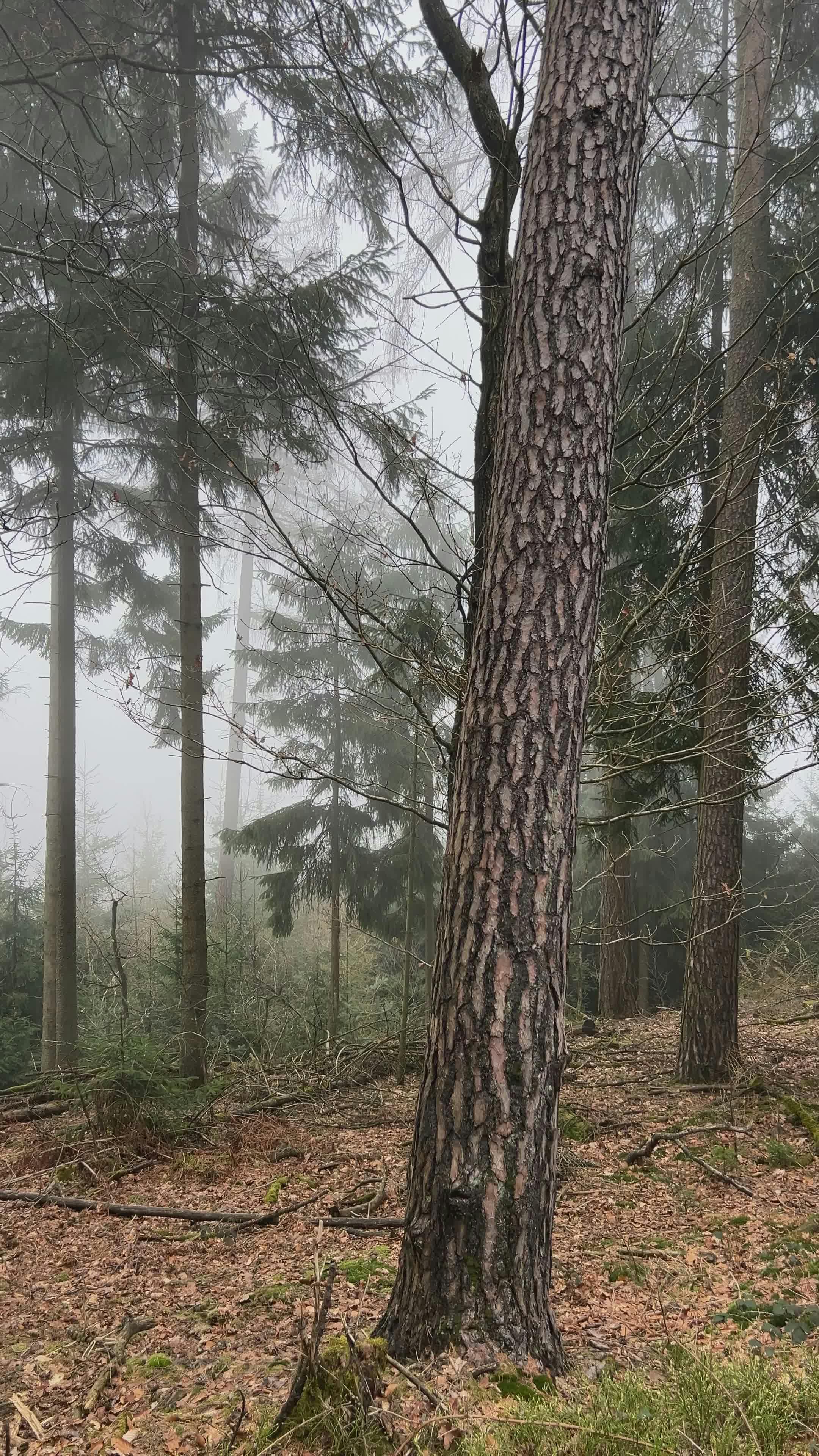 Serene Foggy Forest Path in Autumn Woods Free Stock Video Footage ...