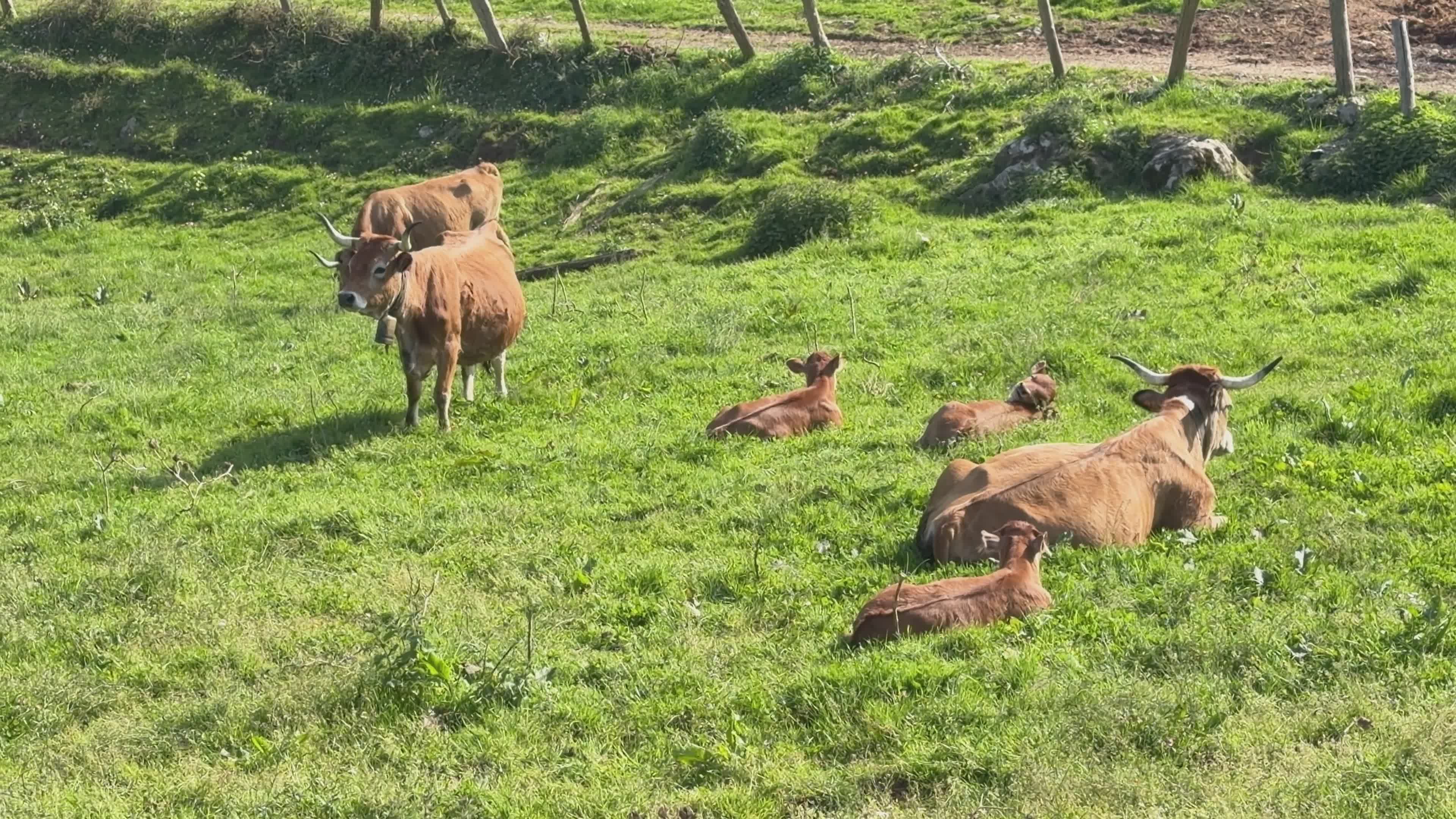 Peaceful Cows Grazing in Lush Green Pasture Free Stock Video Footage ...