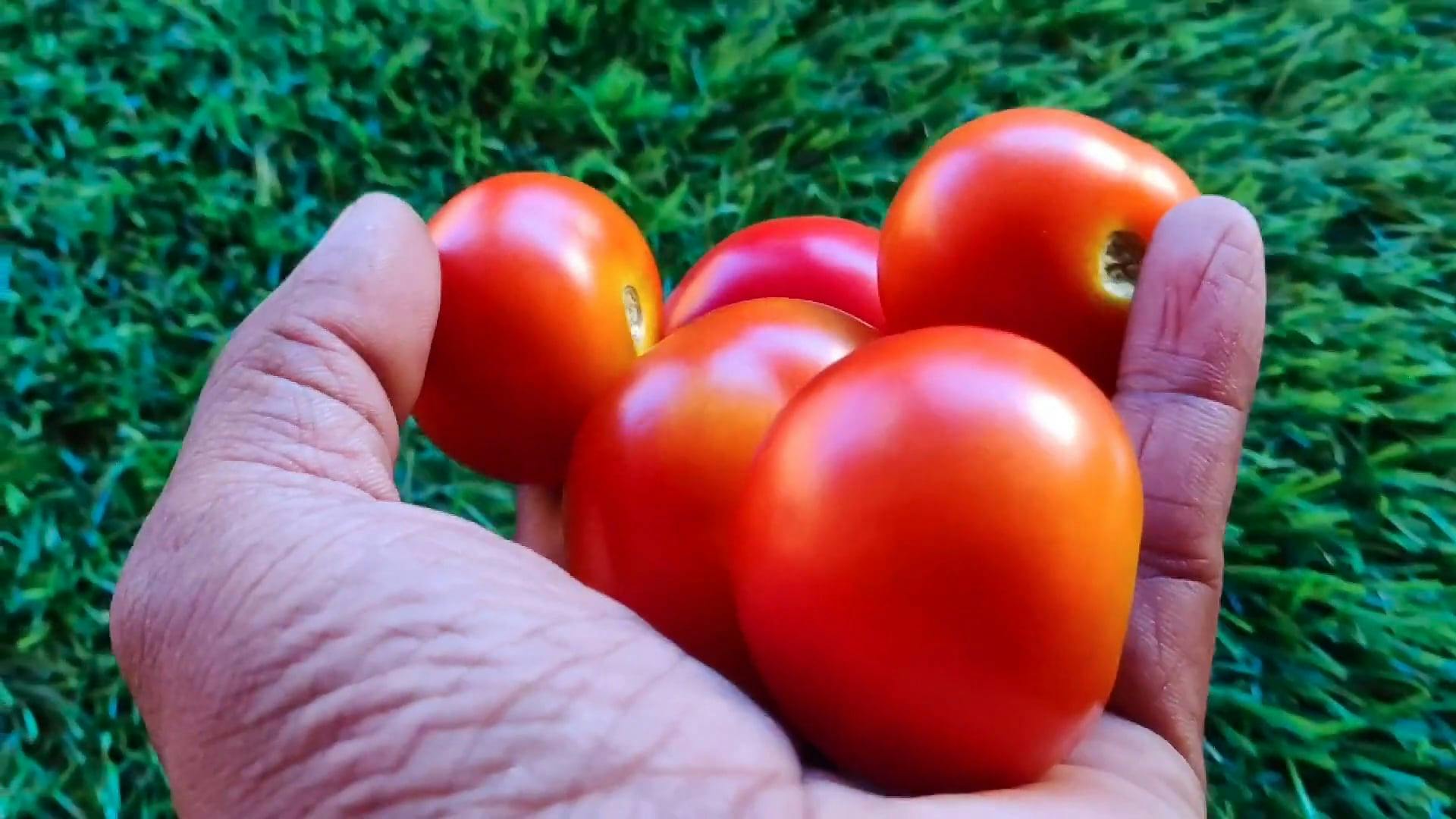 Rolling Tomatoes On The Artificial Grass Free Stock Video Footage ...