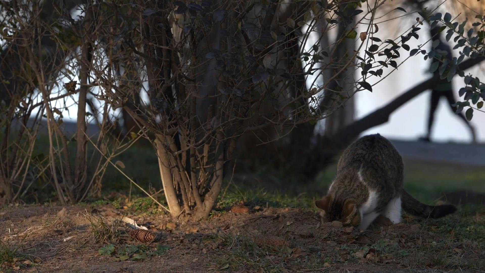 Cat Digging The Soil · Free Stock Video