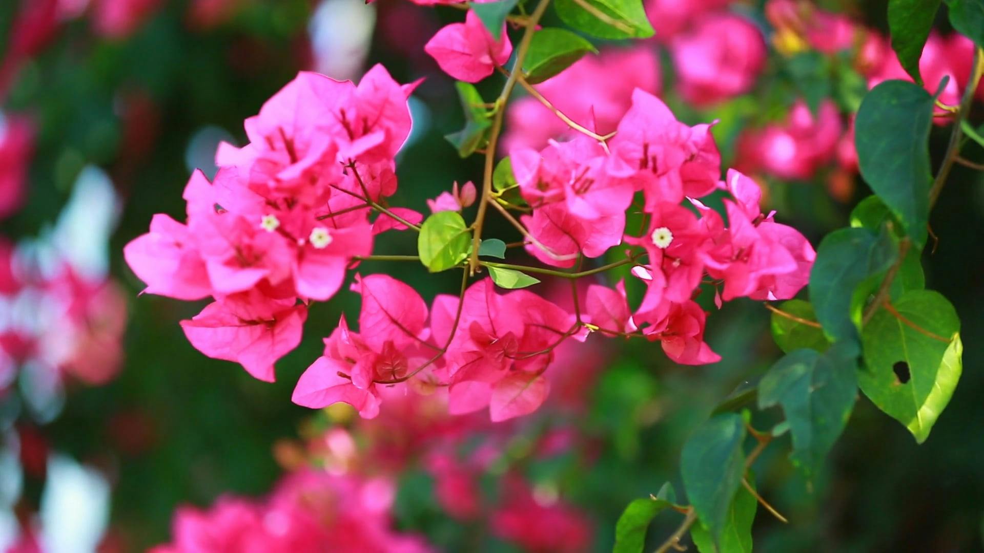 Bougainvillea Flowers In Full Bloom Free Stock Video Footage, Royalty ...