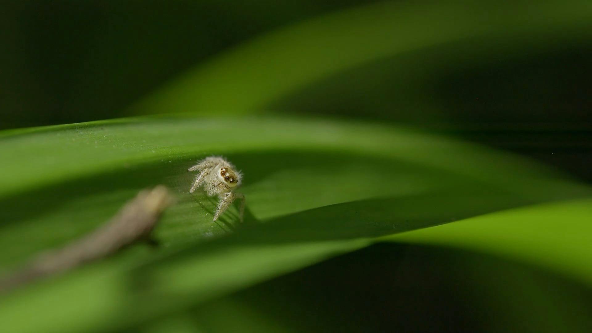 Web Spinner Videos, Download The BEST Free 4k Stock Video Footage & Web ...