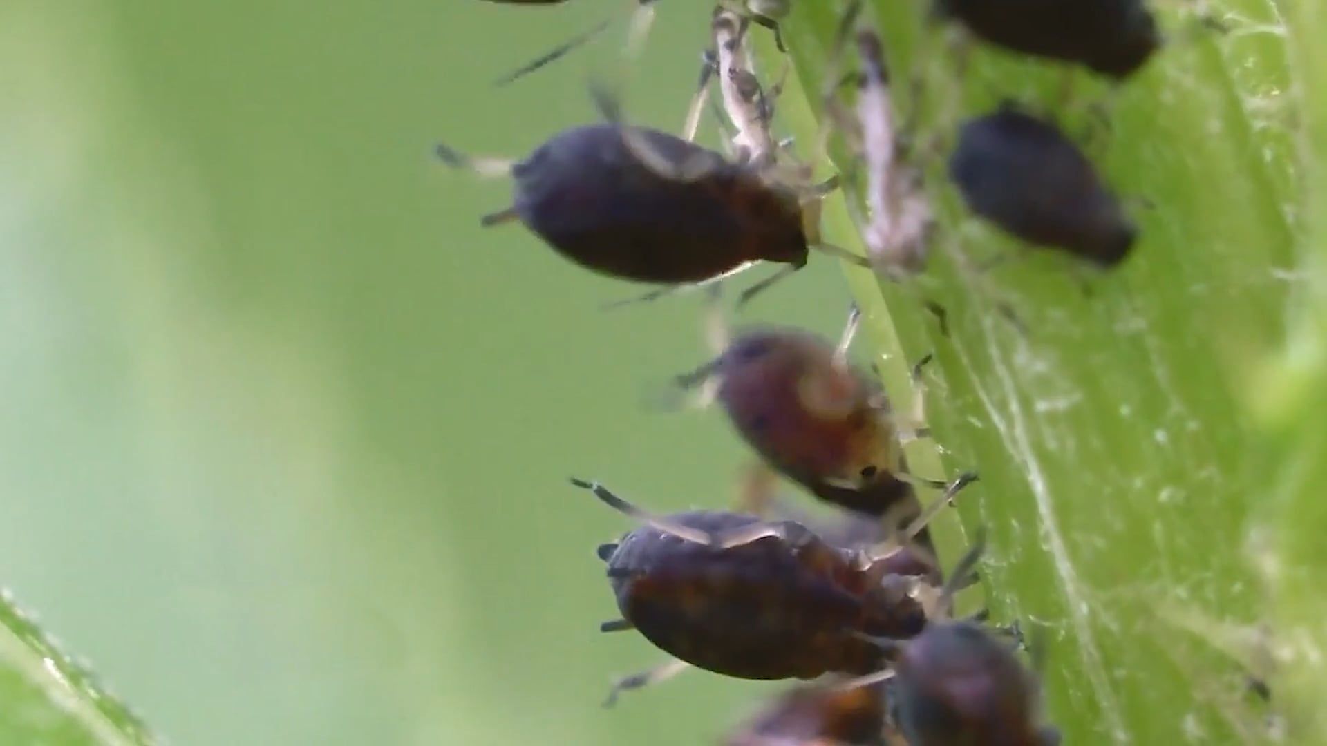 Tiny Pests Videos, Download The BEST Free 4k Stock Video Footage & Tiny ...