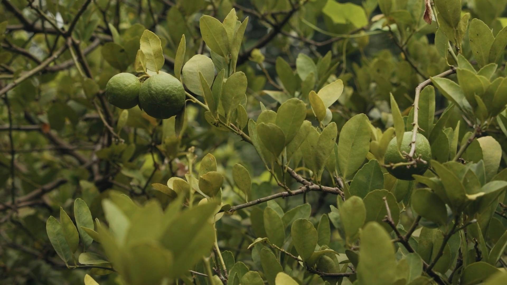 Supporting A Growing Fruit Bearing Tree With A Wooden Pole · Free Stock ...