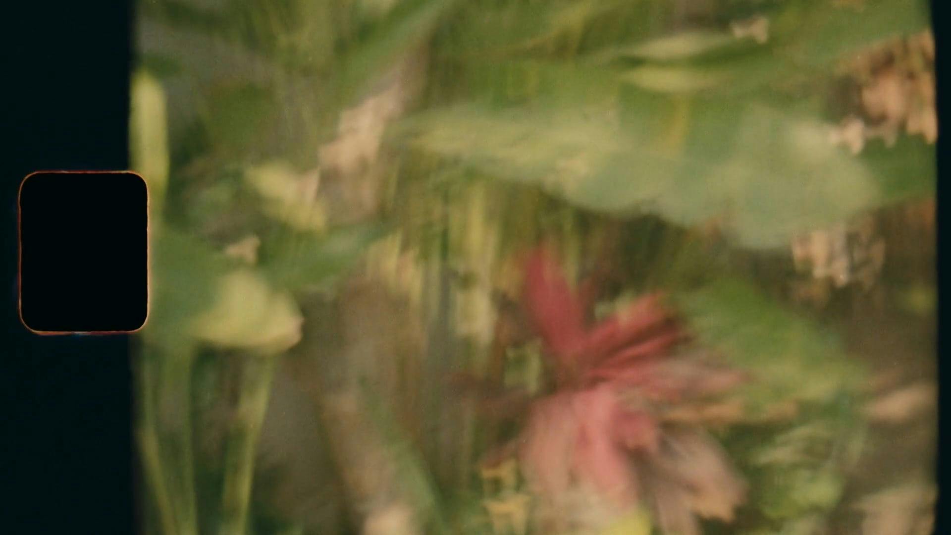 A Poor Quality Video of Leaves and Flowers Free Stock Video Footage ...