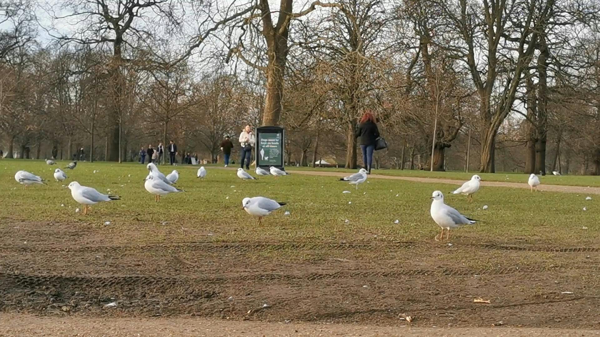 Imágenes De Los Pájaros En El Parque · Vídeos de stock gratuitos