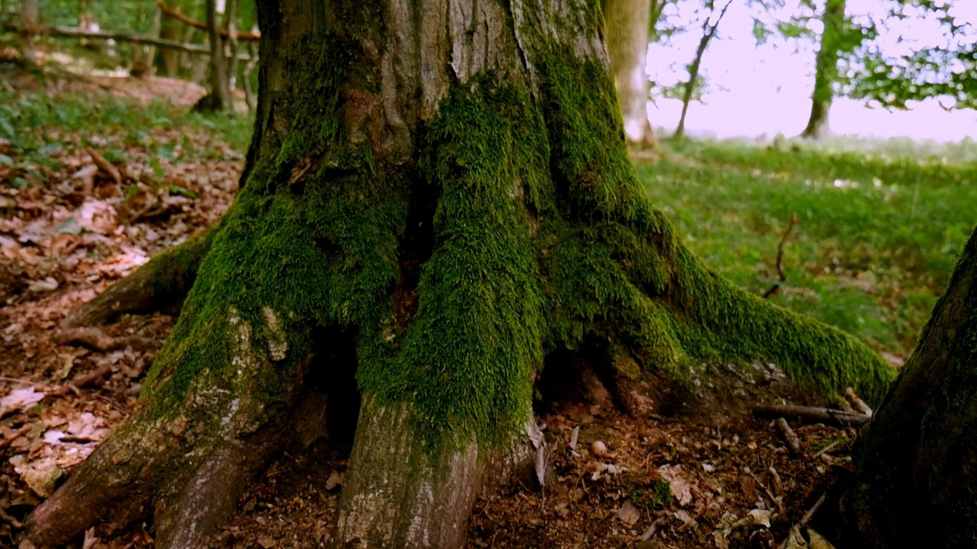 Tree Roots Videos, Download The BEST Free 4k Stock Video Footage & Tree ...