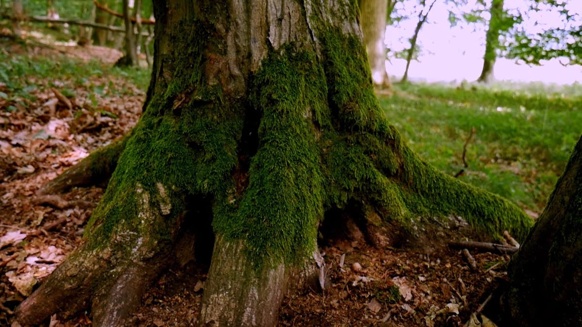 Tree Roots Videos, Download The BEST Free 4k Stock Video Footage & Tree ...
