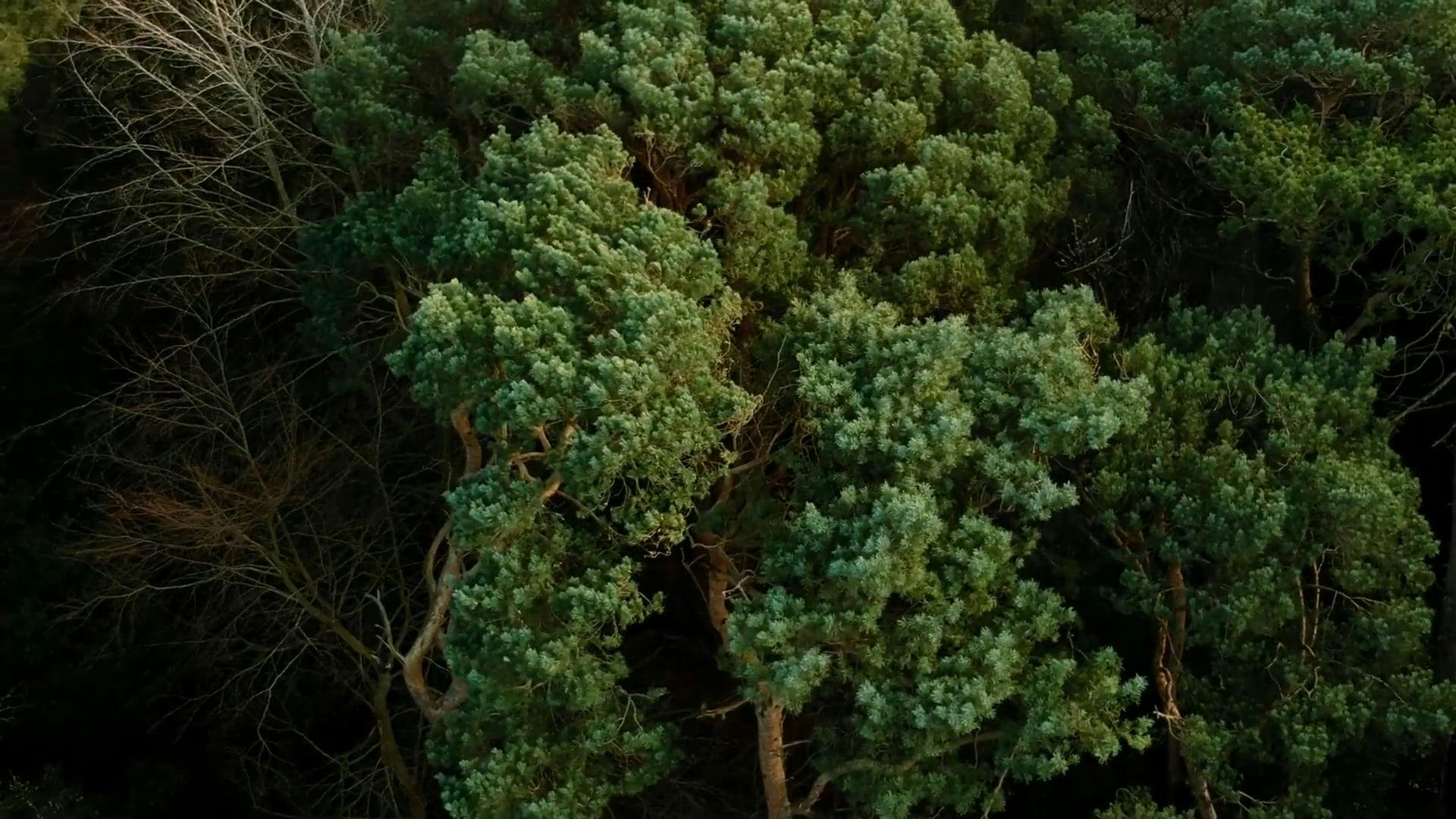 Drone Footage Of Tree Canopies Of A Dense Forest · Free Stock Video