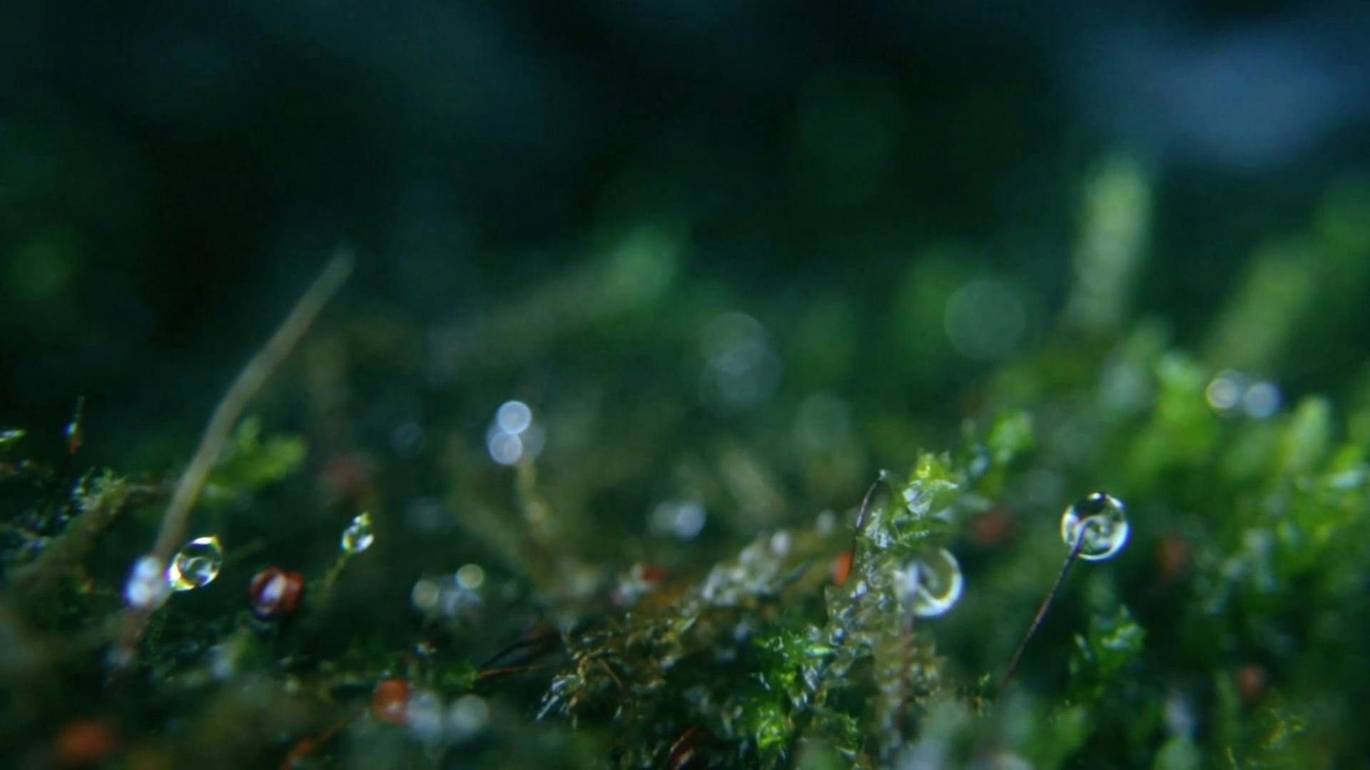 Water Droplets On Plants · Free Stock Video