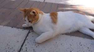 Cat Street Videos, Download The BEST Free 4k Stock Video Footage & Cat ...