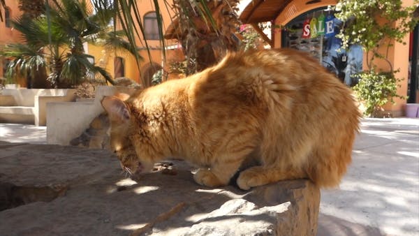 Cat Eating Videos, Download The BEST Free 4k Stock Video Footage & Cat ...