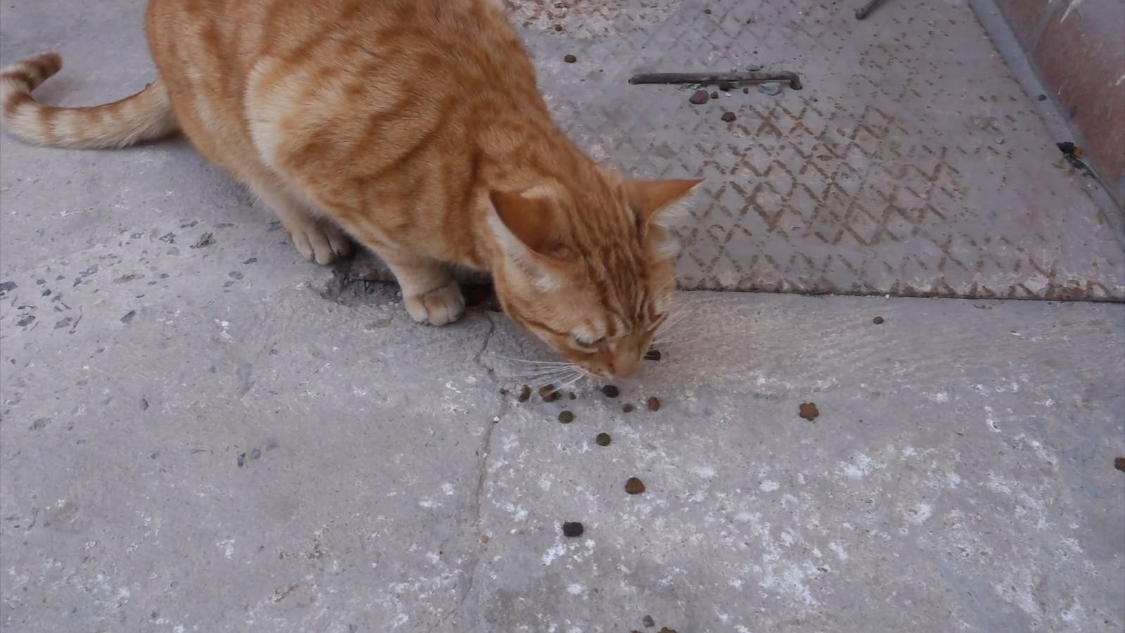 Cat Eating Videos, Download The BEST Free 4k Stock Video Footage & Cat ...