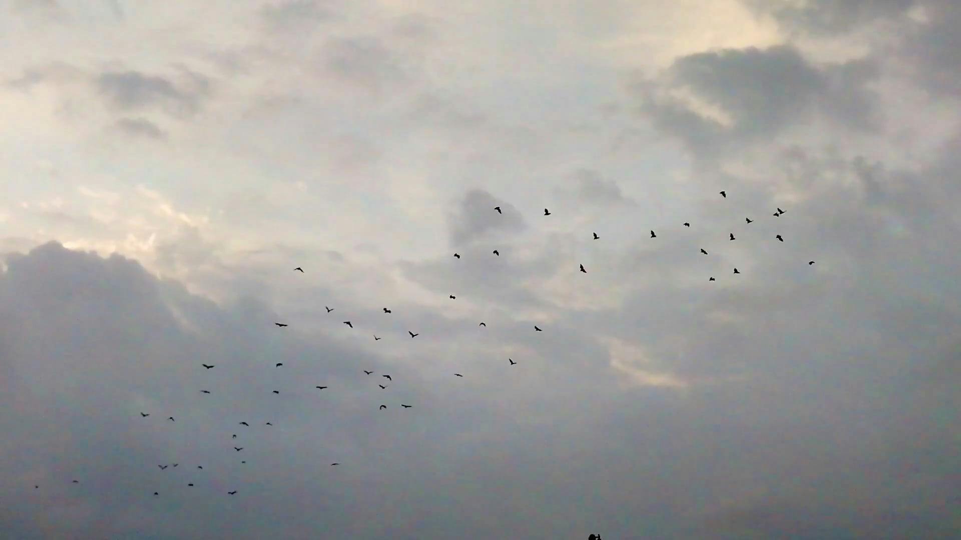 Flying Birds Aesthetic Videos, Download The BEST Free 4k Stock Video Footage & Flying Birds ...