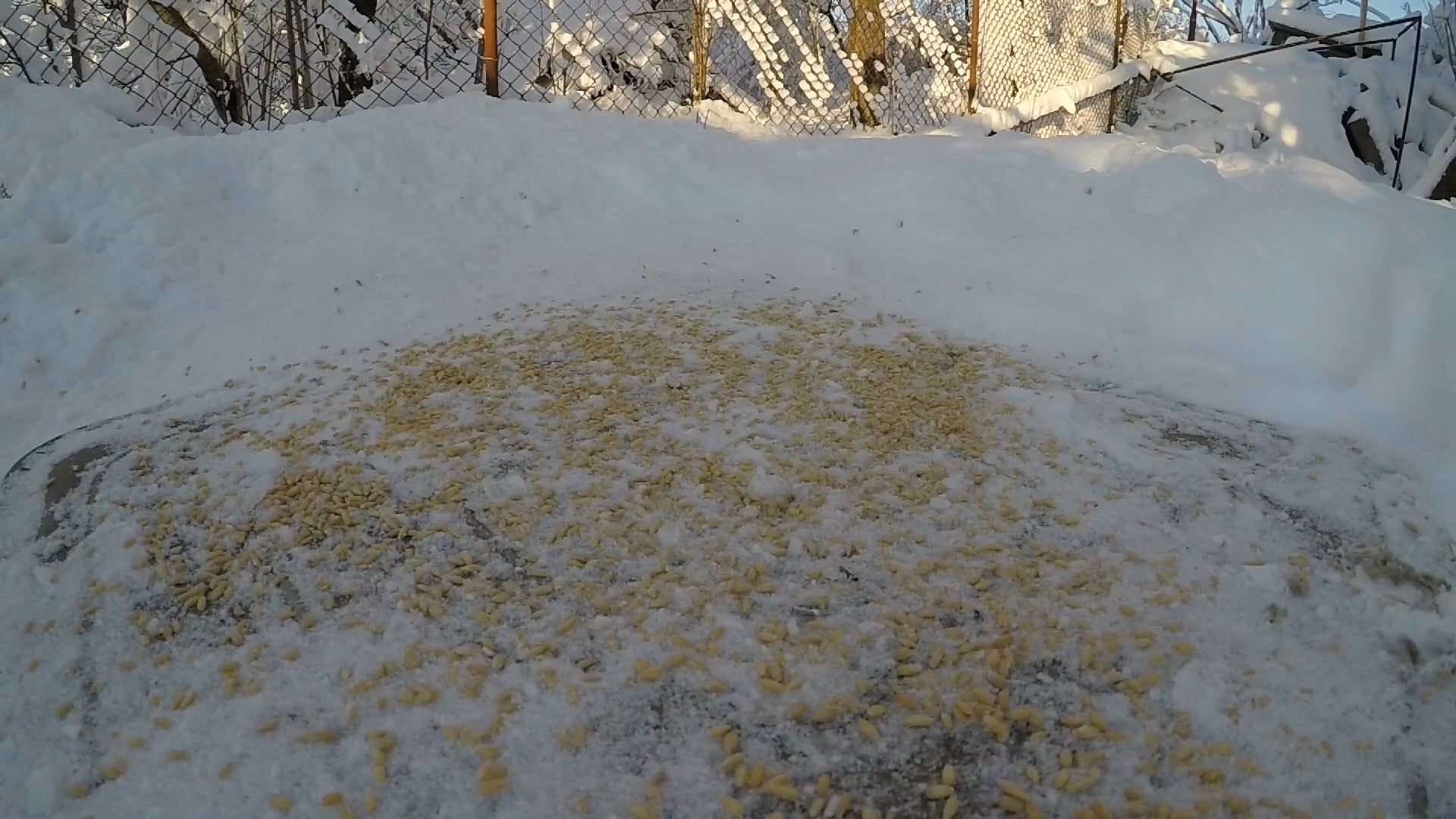 Ice Forage Videos, Download The BEST Free 4k Stock Video Footage & Ice ...