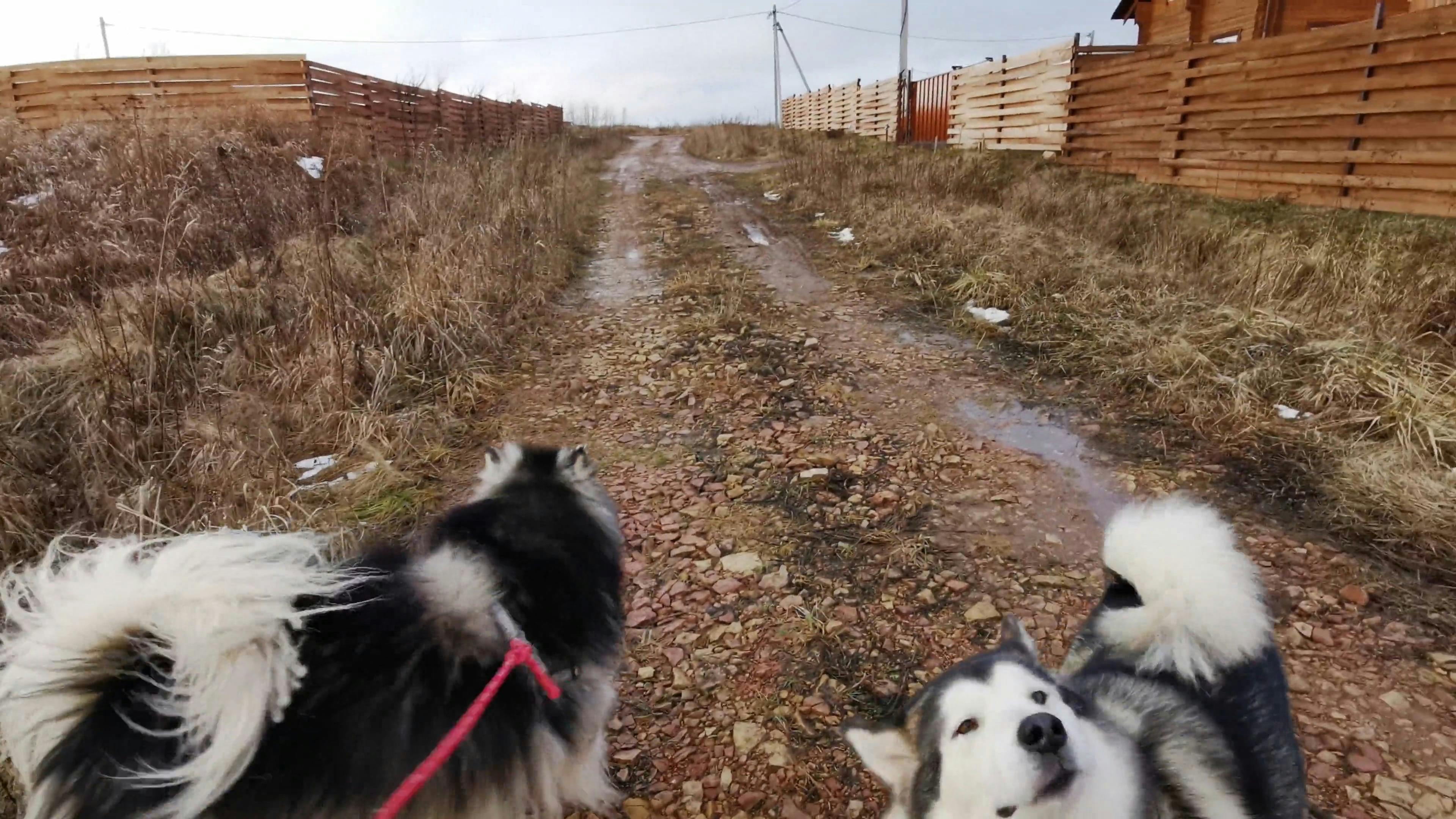 High Angle Footage Of The Dogs Walking In The Road · Free Stock Video
