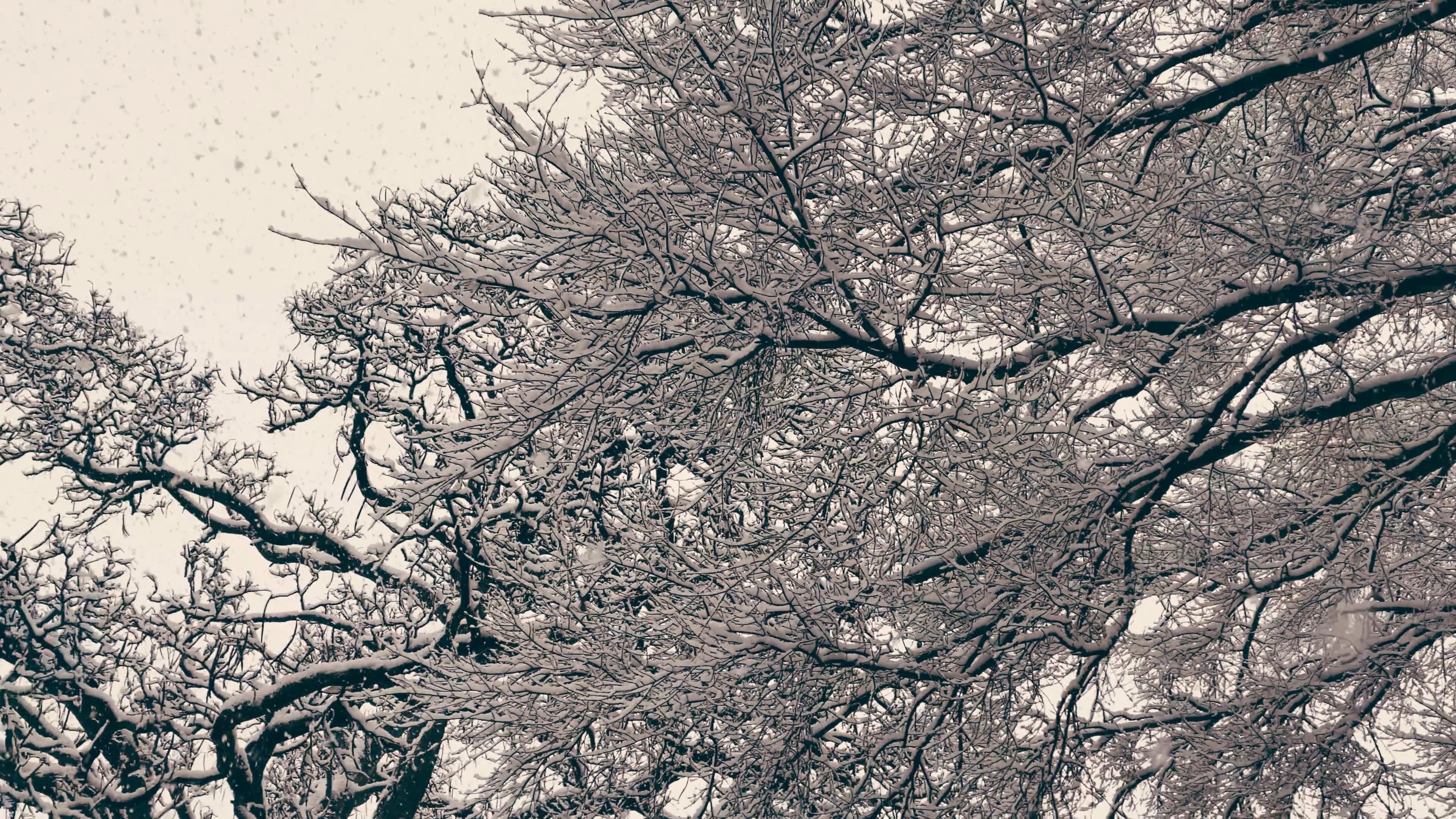 Snow Falling At Winter Free Stock Video Footage, Royalty-Free 4K & HD ...