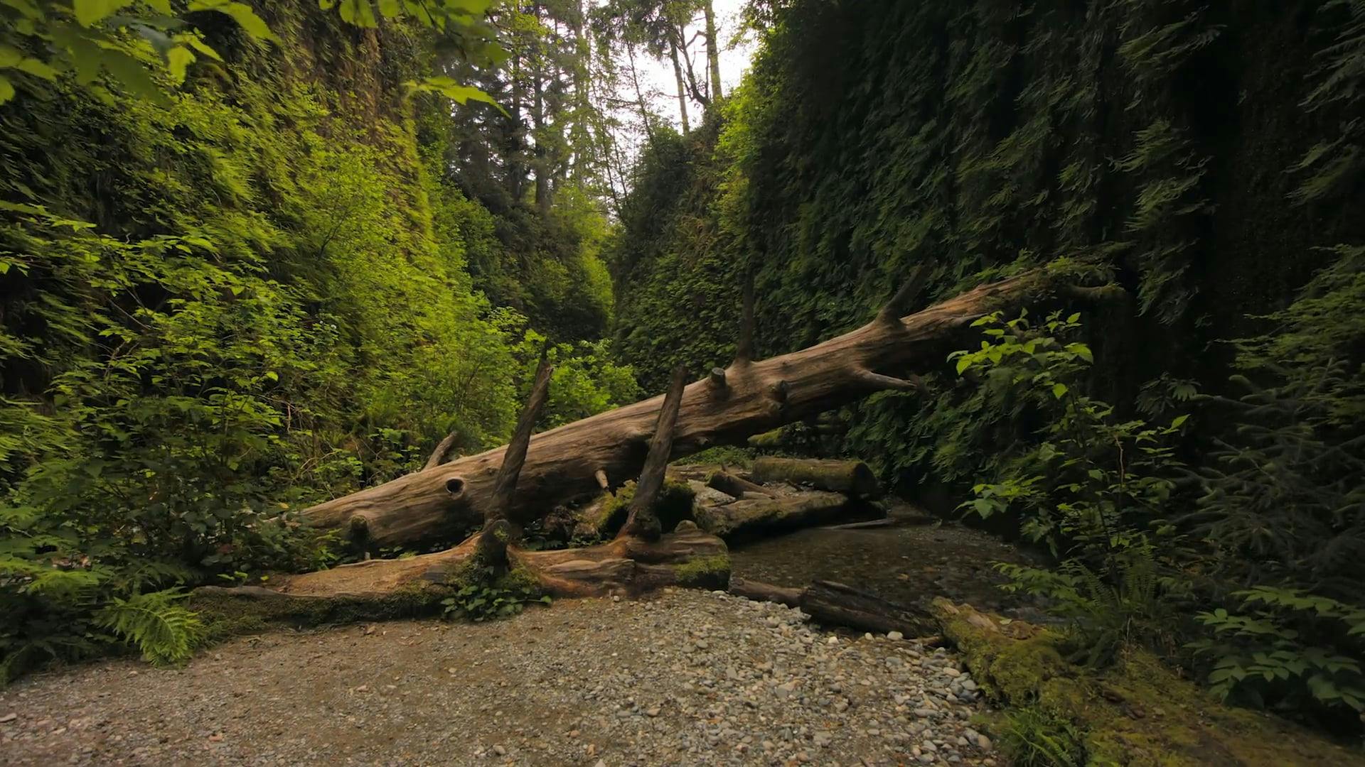 Fallen Logs Videos, Download The BEST Free 4k Stock Video Footage ...