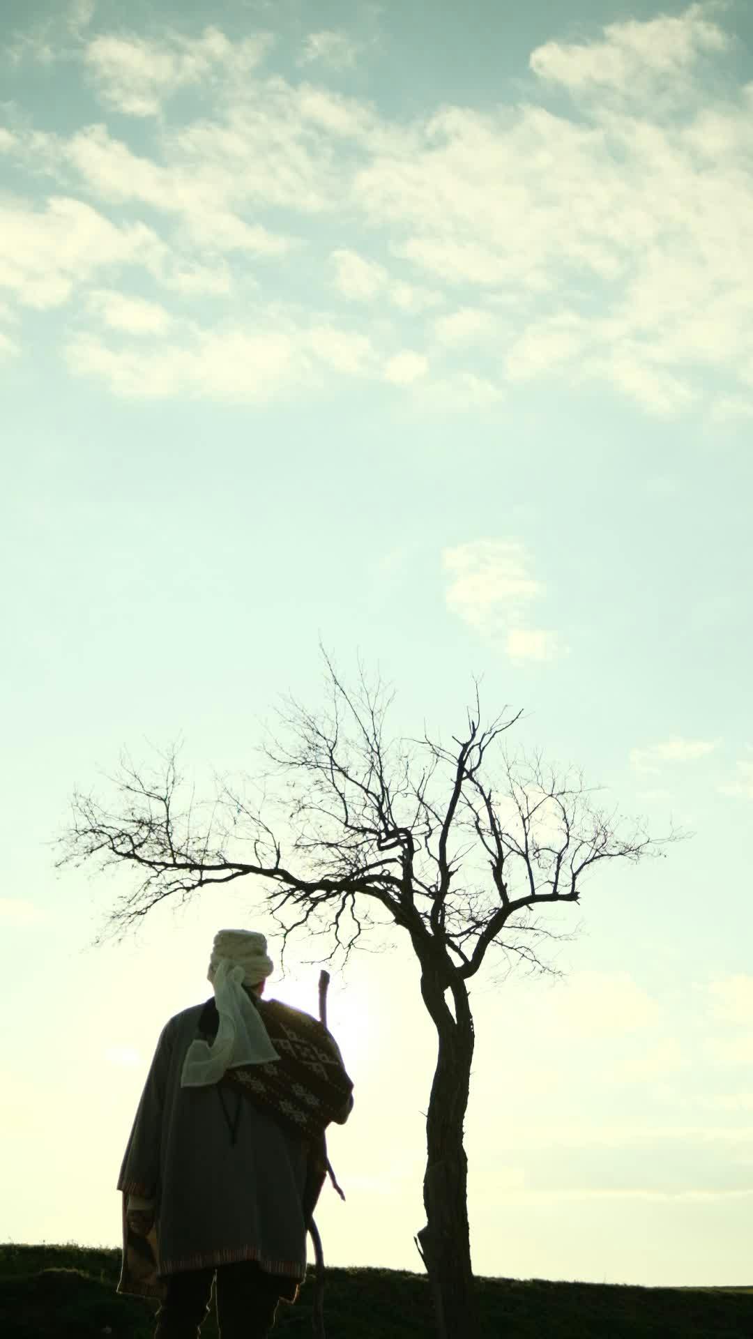 Silhouette of Person by Lone Tree at Twilight Free Stock Video Footage ...