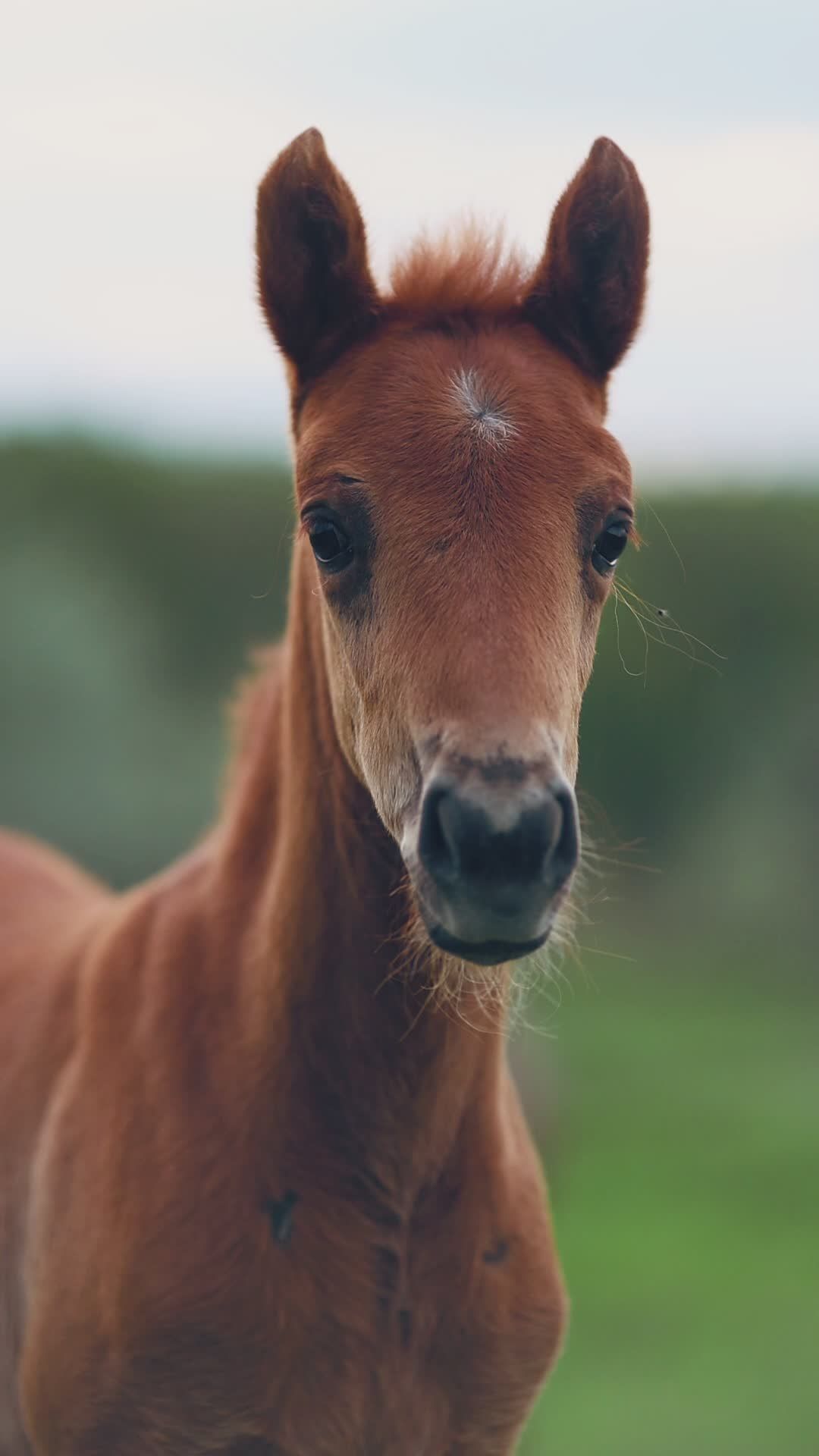 Close-up of a Chestnut Foal in Natural Light Free Stock Video Footage ...