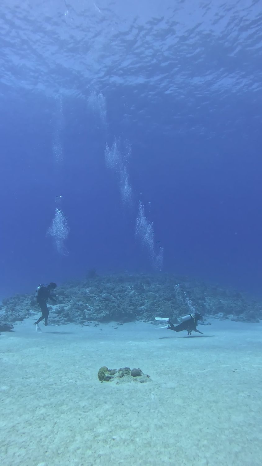 Underwater Diving Adventure in Coral Reefs Free Stock Video Footage ...