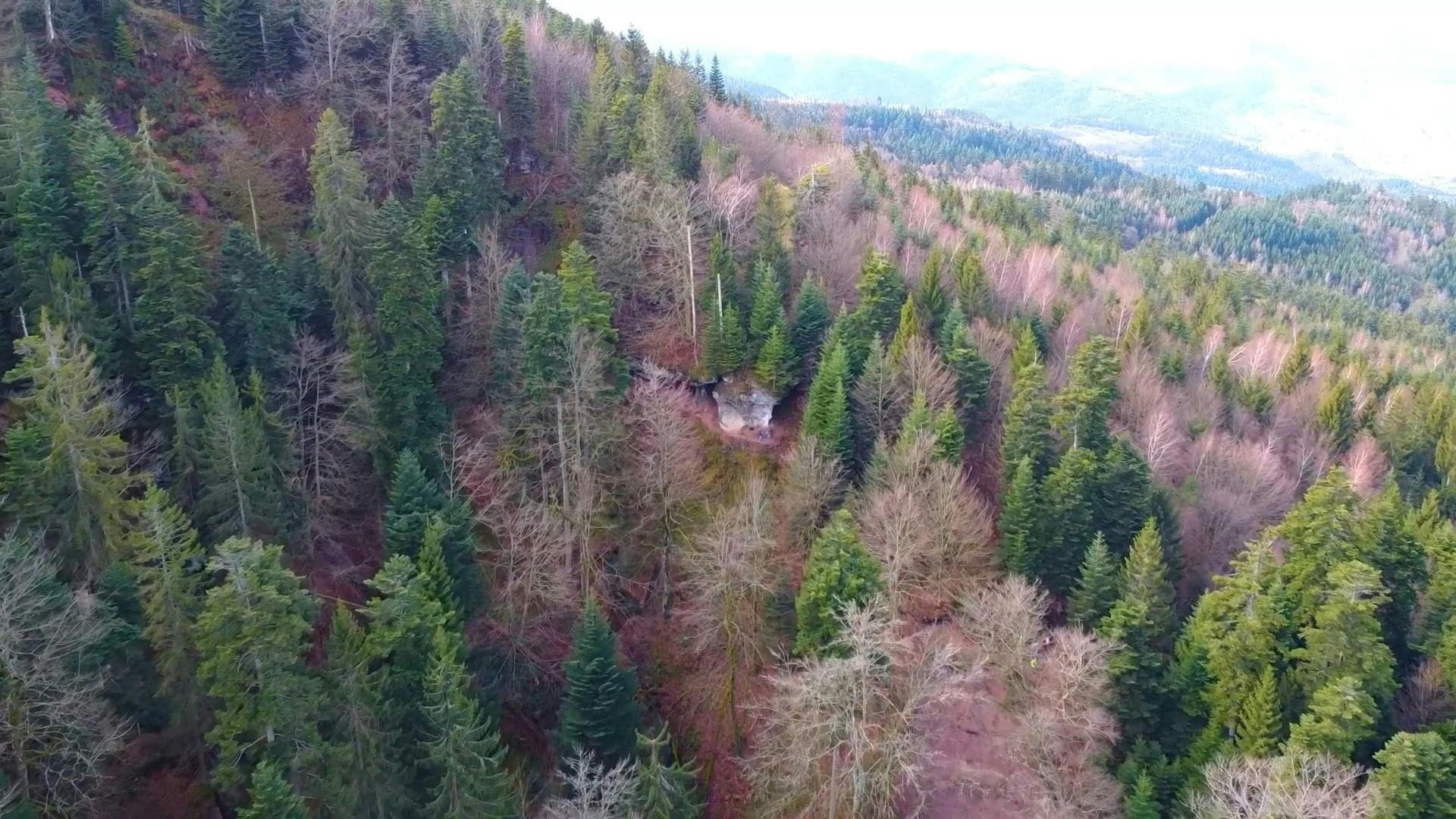 Aerial View Of A Forest Landscape · Free Stock Video