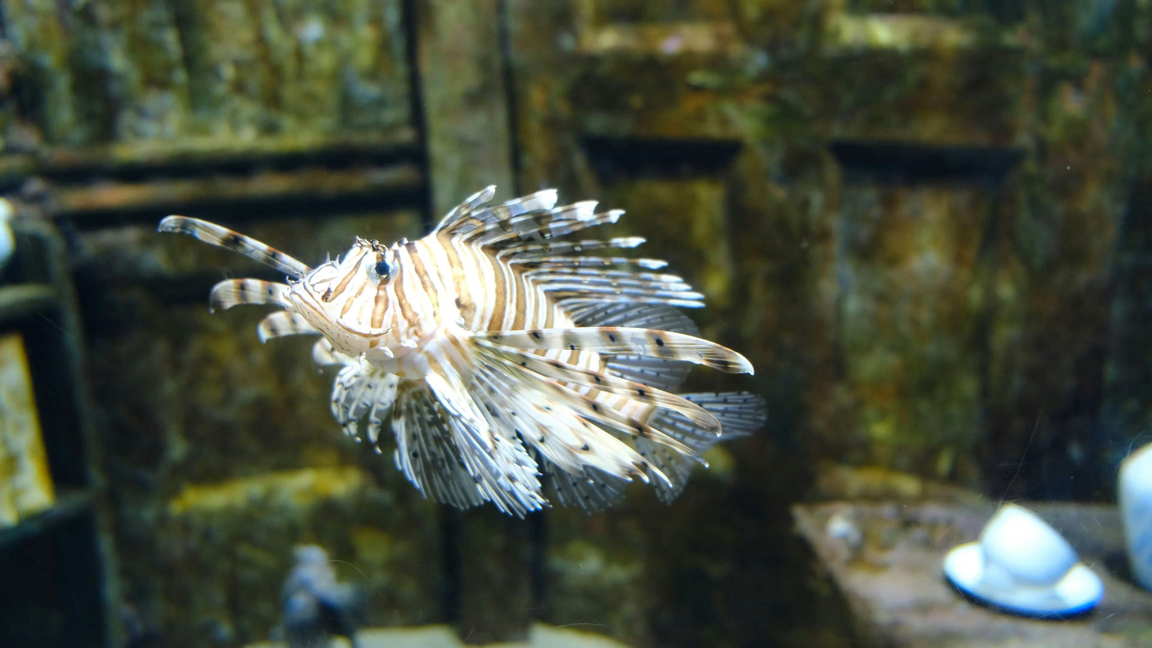 Marine Life Of Fishes And Corals Underwater Free Stock Video Footage ...