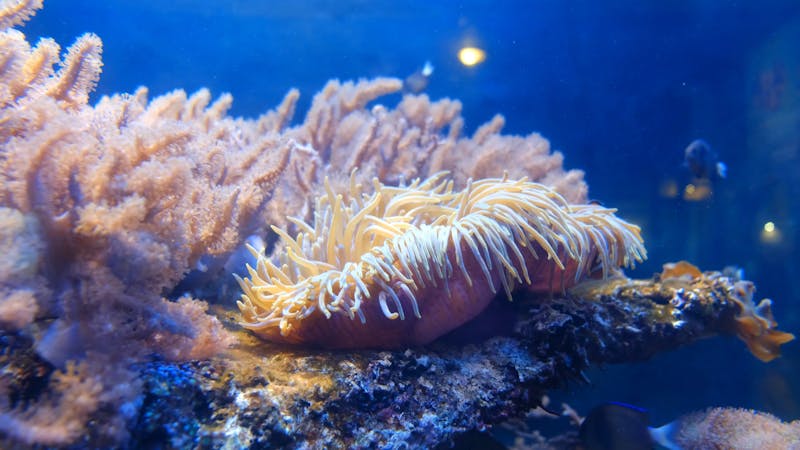 Marine Life Videos 52个图片和视频，由Lisa from Pexels收藏